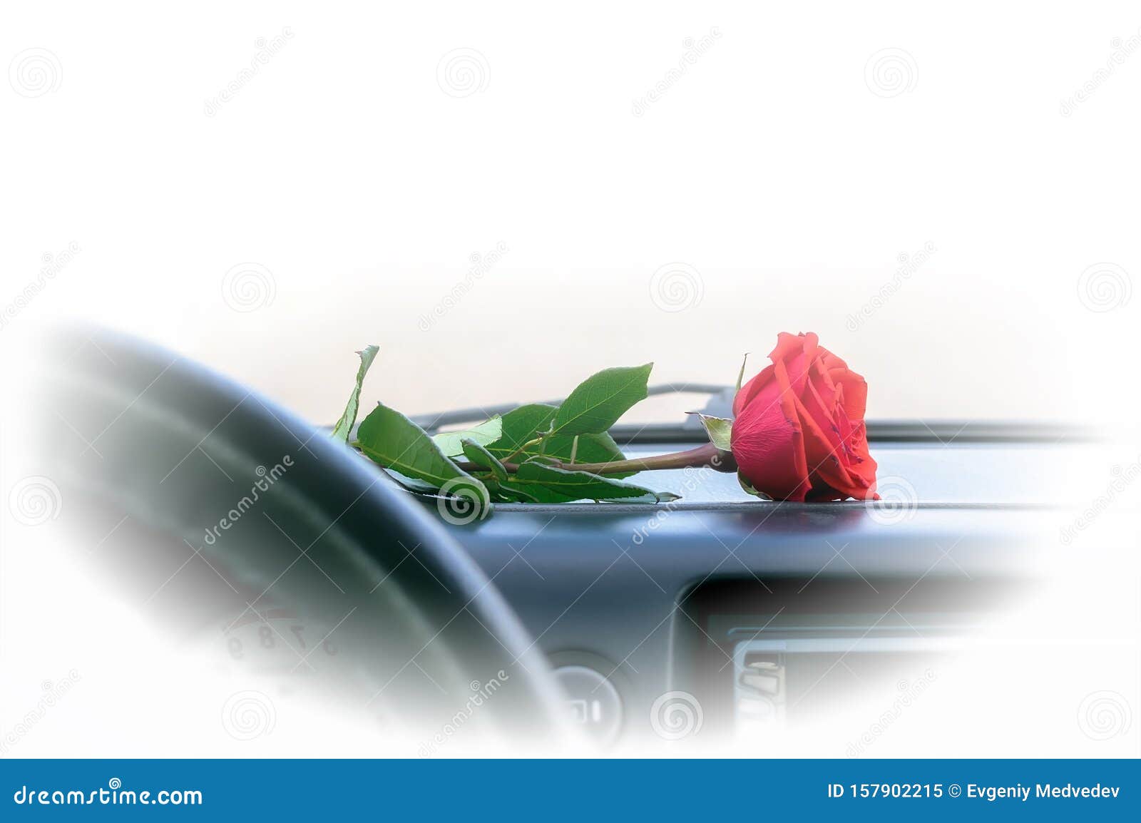 Red Rose Flower Lies on the Dashboard Inside the Car Stock Image ...
