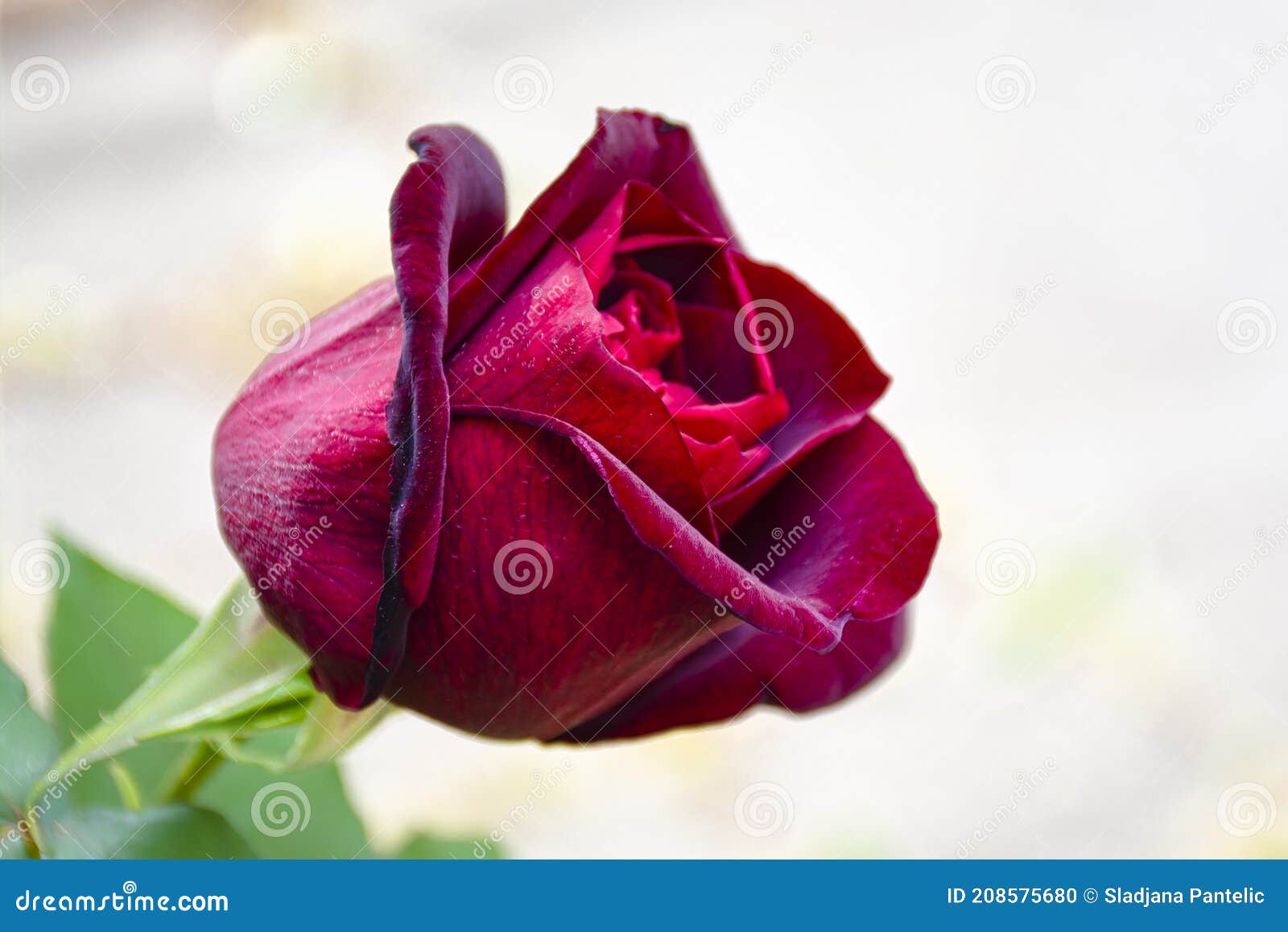 Red Rose Flower on a Light Background Stock Photo - Image of colorful ...