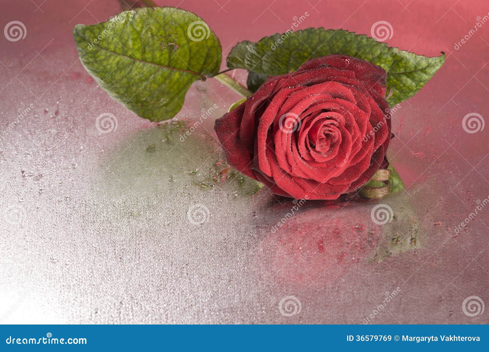 Red Rose Flower Lying on Wet Surface Stock Image - Image of nature ...