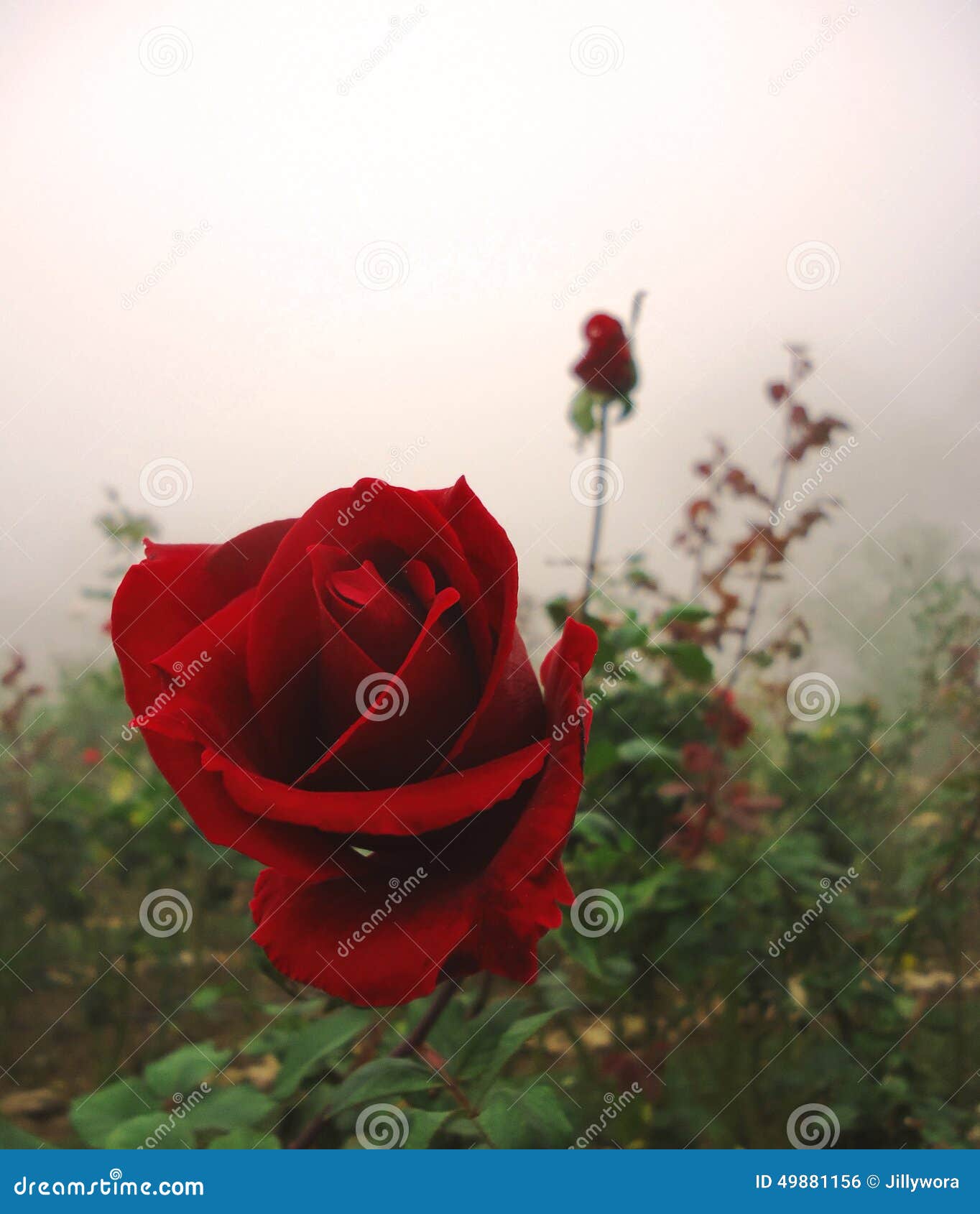 1,090 Red Rose Fog Photos - Free & Royalty-Free Stock Photos from ...