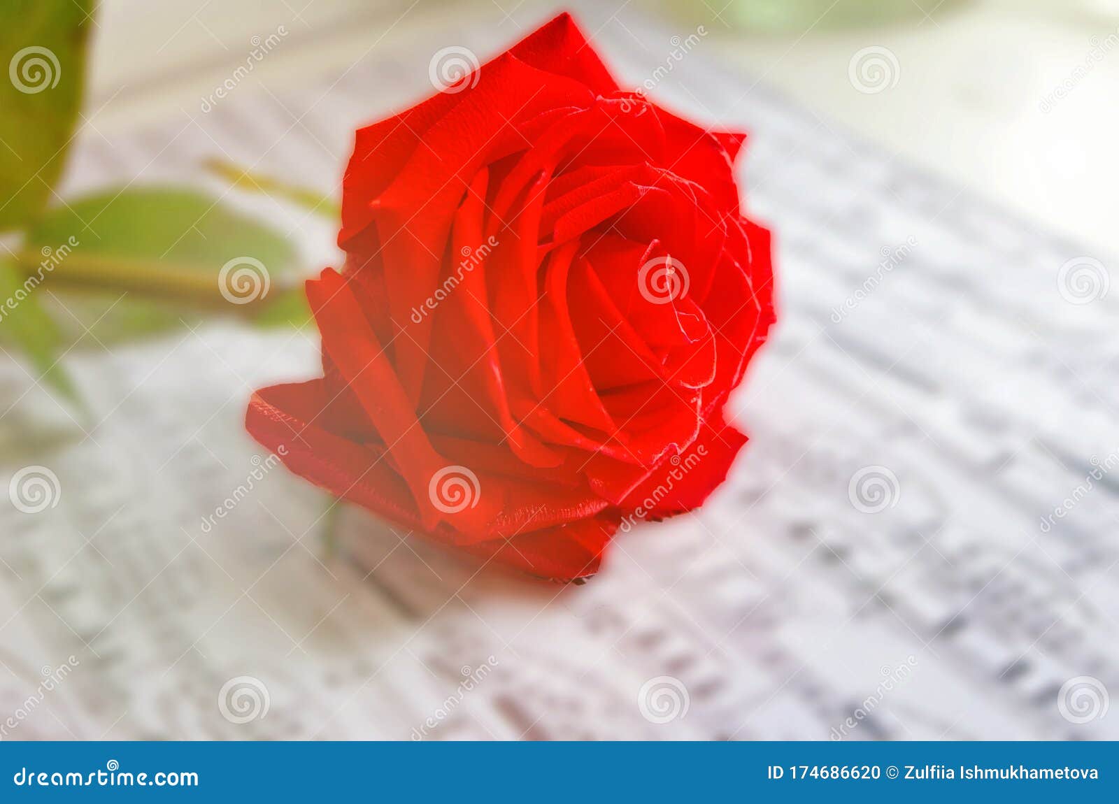 Red Rose Flower and Music Notes Sheet Stock Photo - Image of gift ...