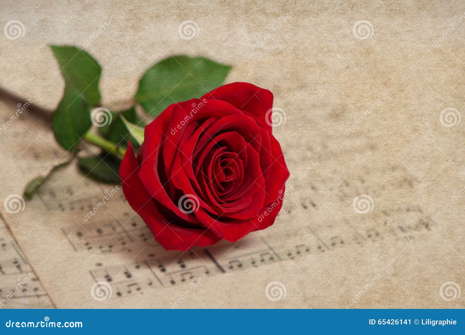 Red Rose Flower and Music Notes Sheet. Grungy Texture Stock Image ...