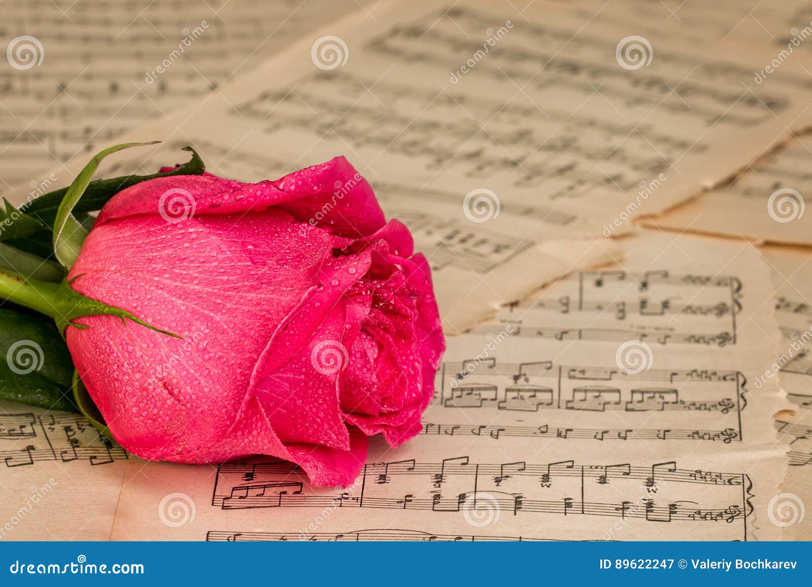 Red Rose Flower and Music Notes Sheet Stock Image - Image of melody ...