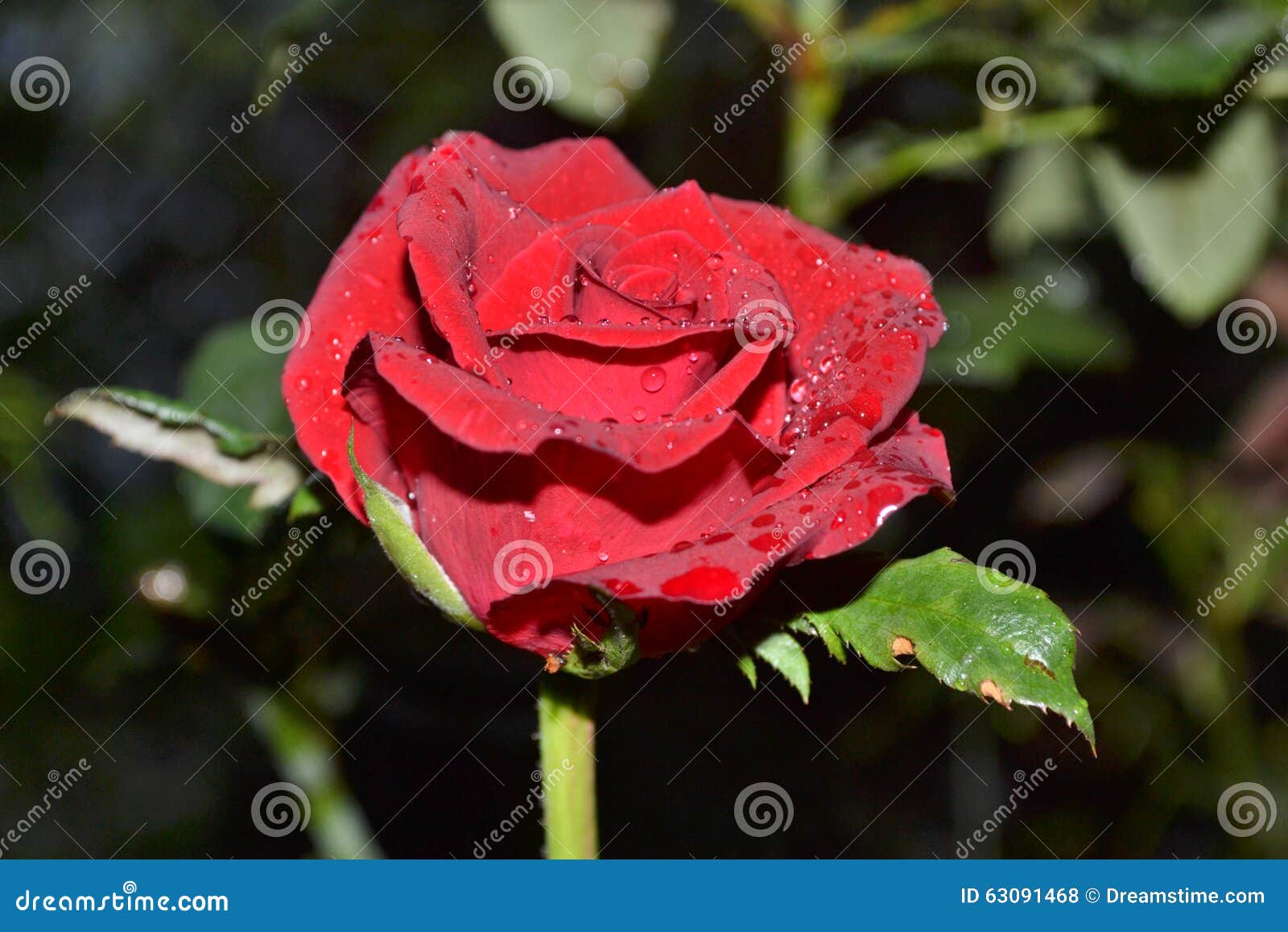 Red Rose Flower stock photo. Image of flower, india, beauti - 63091468