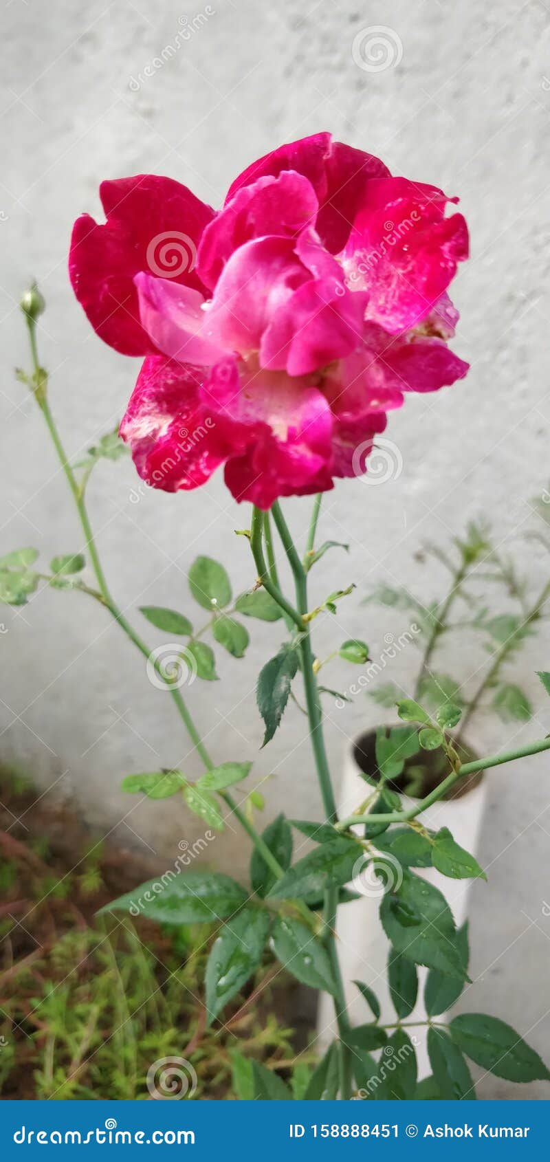 Red Rose Flower in Open Petals Stock Image - Image of flower, rose ...