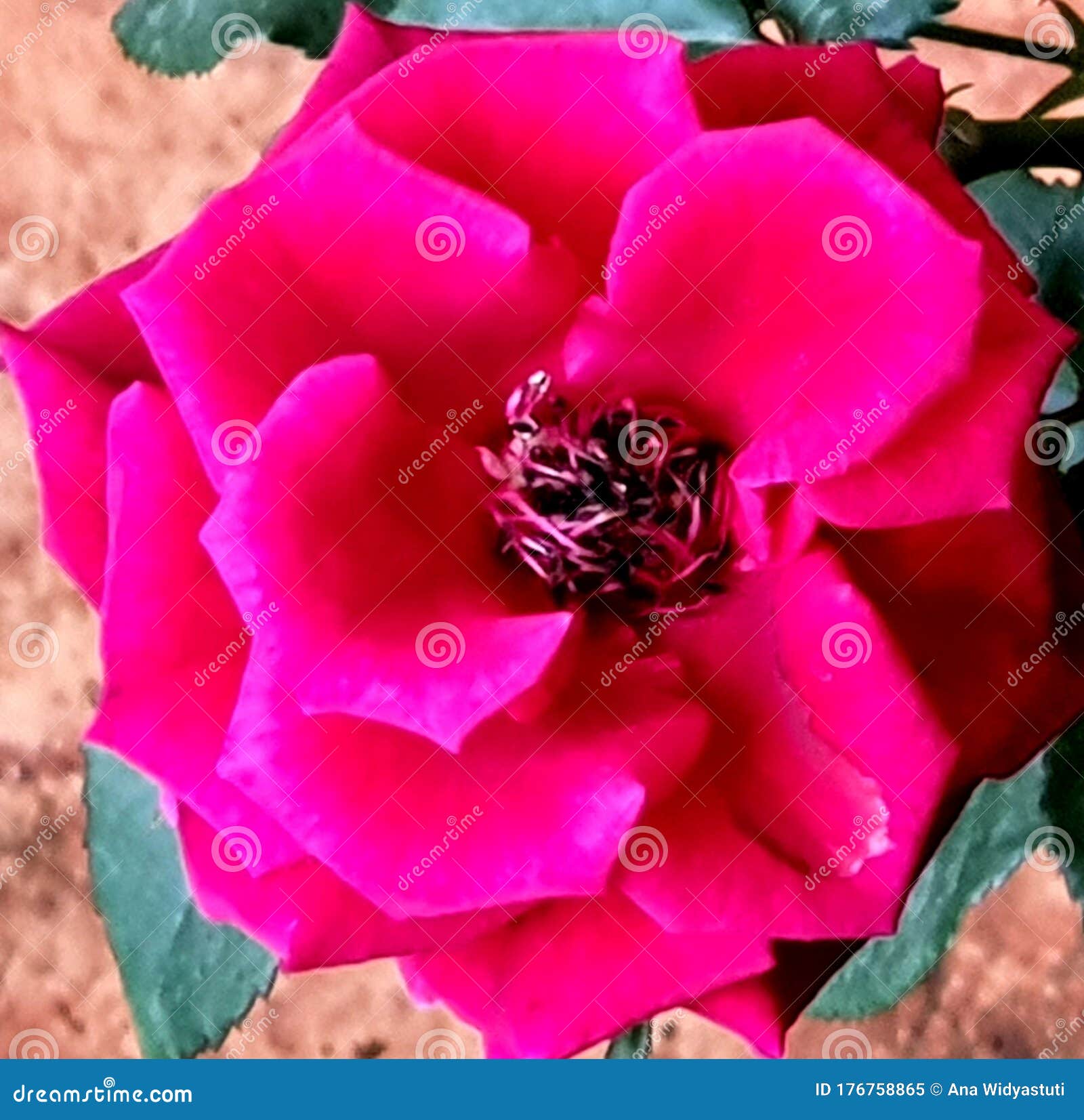 A Red Rose Flower in the Park Stock Image - Image of park, natural ...