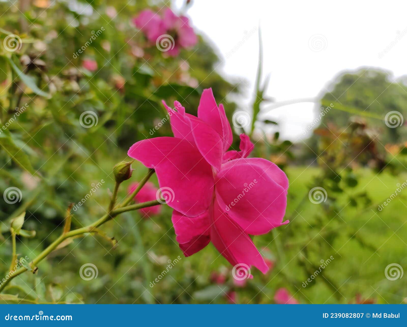 Red Rose Flower in Park Outdoor Stock Image - Image of rose, flower ...