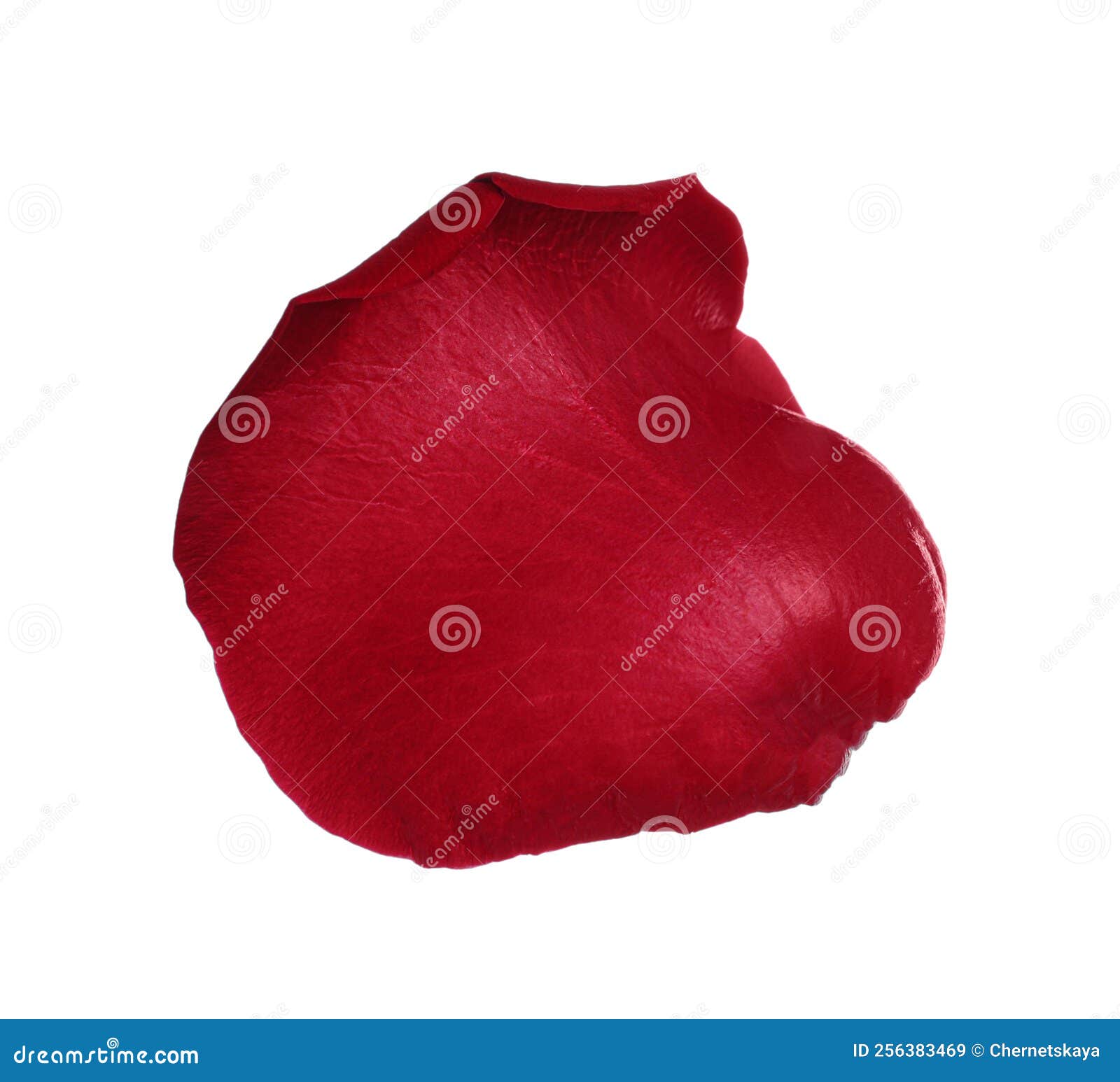 Red Rose Flower Petal on White Background Stock Image - Image of ...