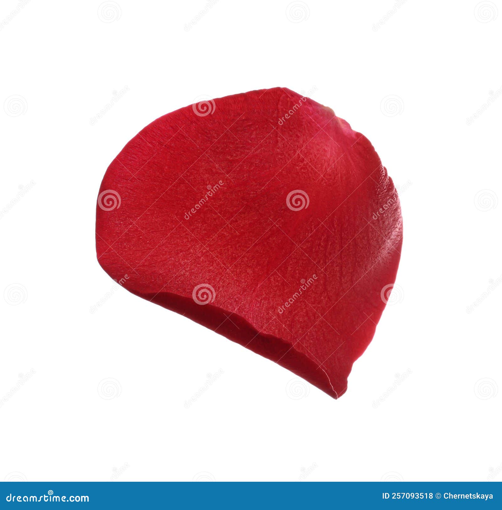 Red Rose Flower Petal on White Background Stock Photo - Image of ...
