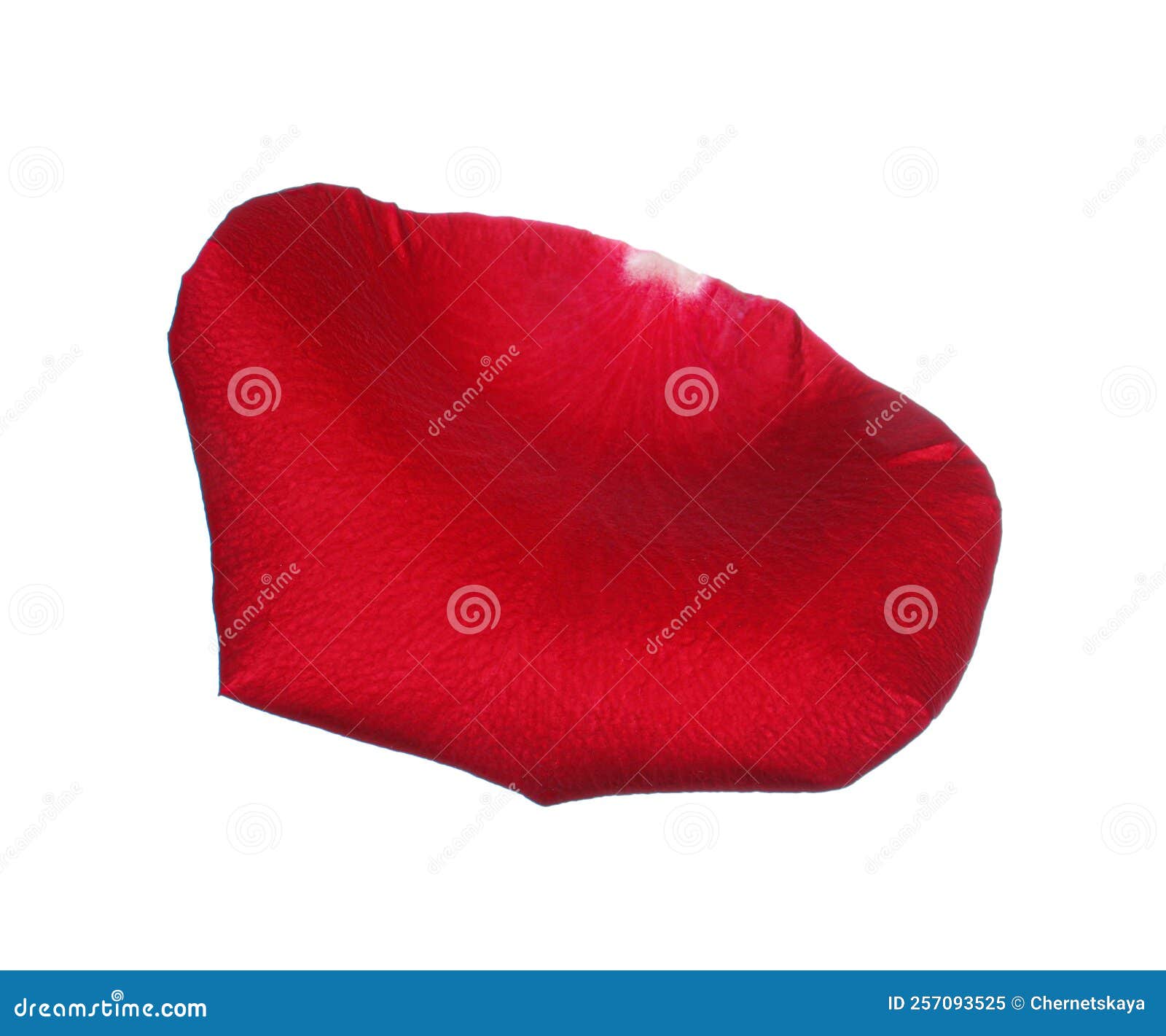 Red Rose Flower Petal on White Background Stock Image - Image of petal ...