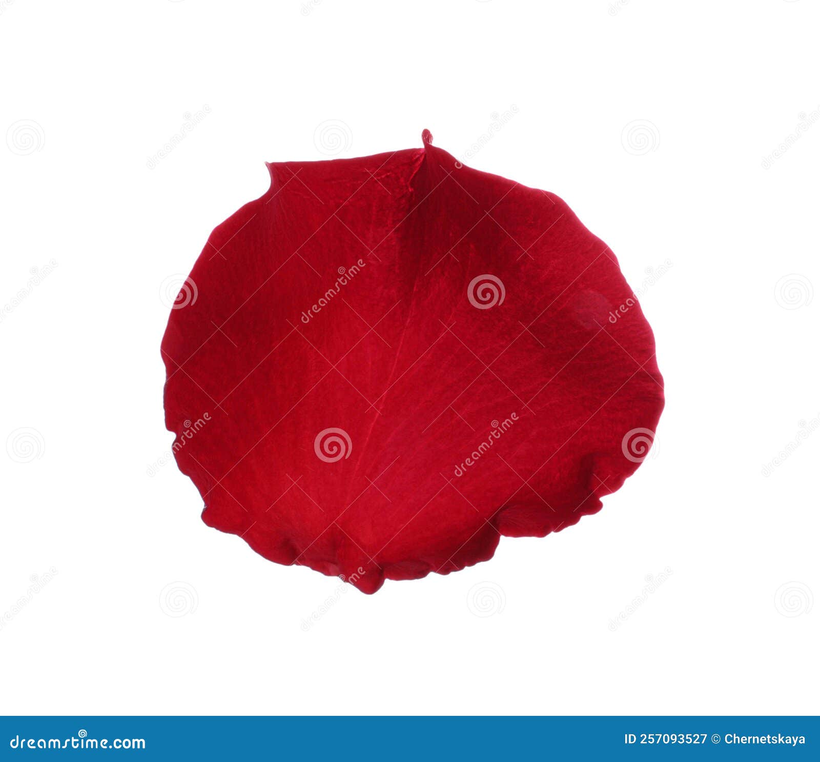 Red Rose Flower Petal on White Background Stock Image - Image of color ...