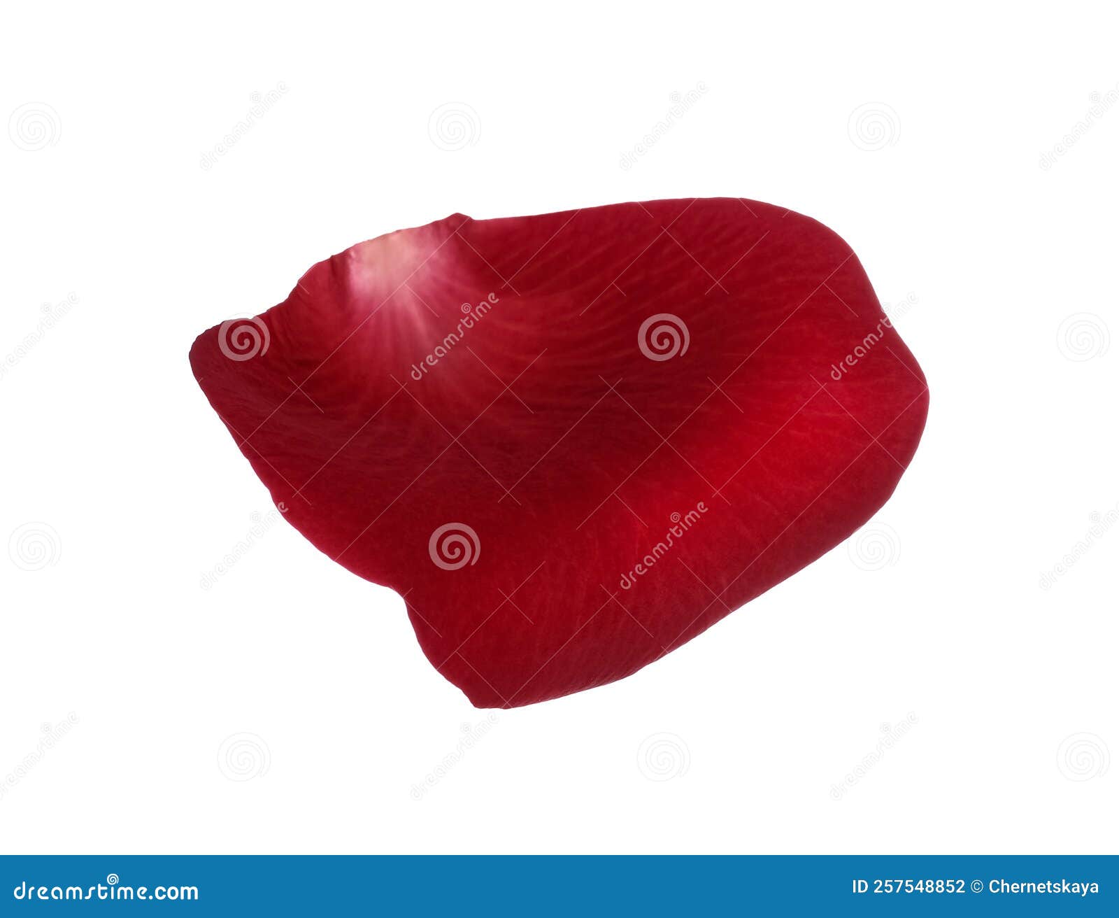Red Rose Flower Petal on White Background Stock Photo - Image of ...