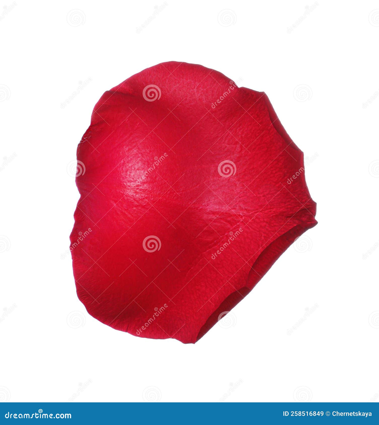 Red Rose Flower Petal on White Background Stock Image - Image of fresh ...