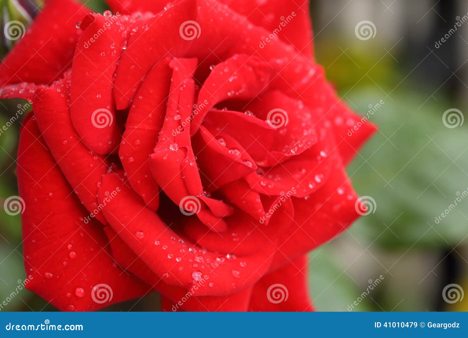 Red Rose Flower Plant with Water Drop Stock Image - Image of natural ...