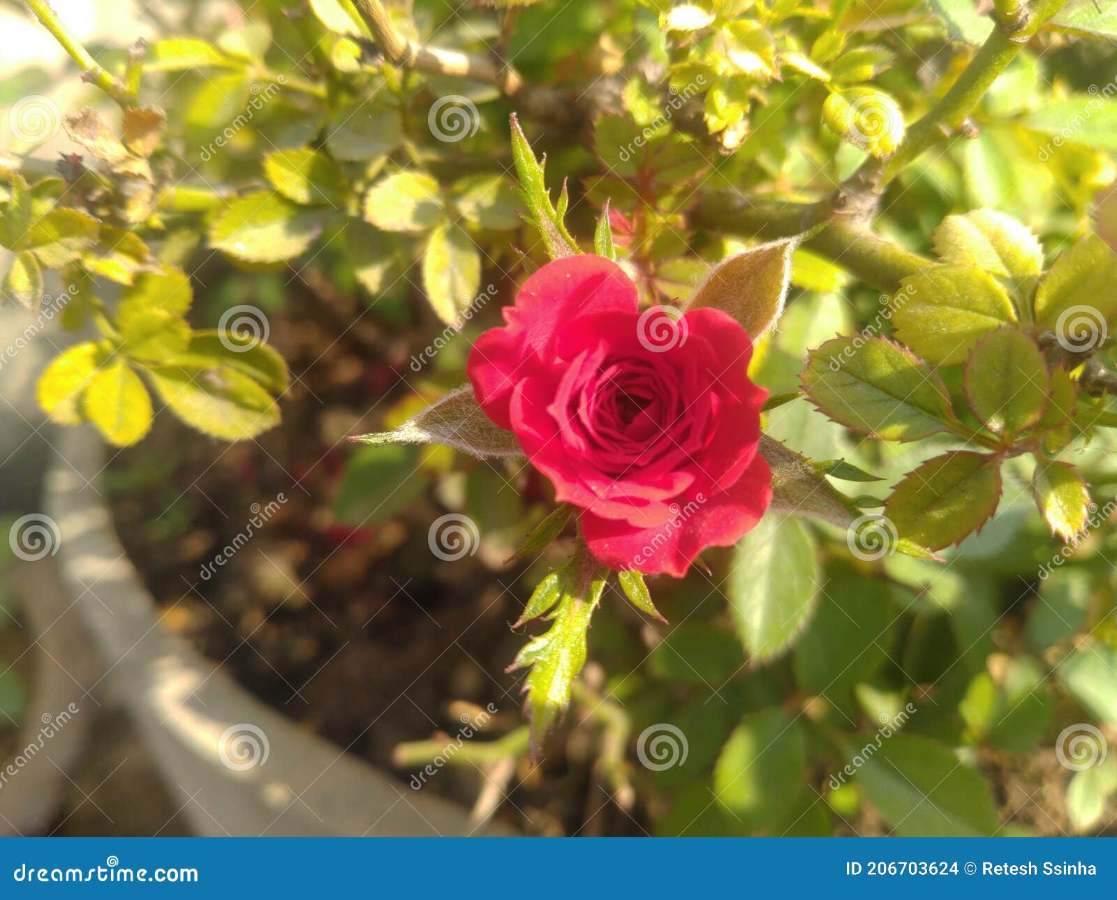 Red Rose flower in the pot stock photo. Image of branch - 206703624