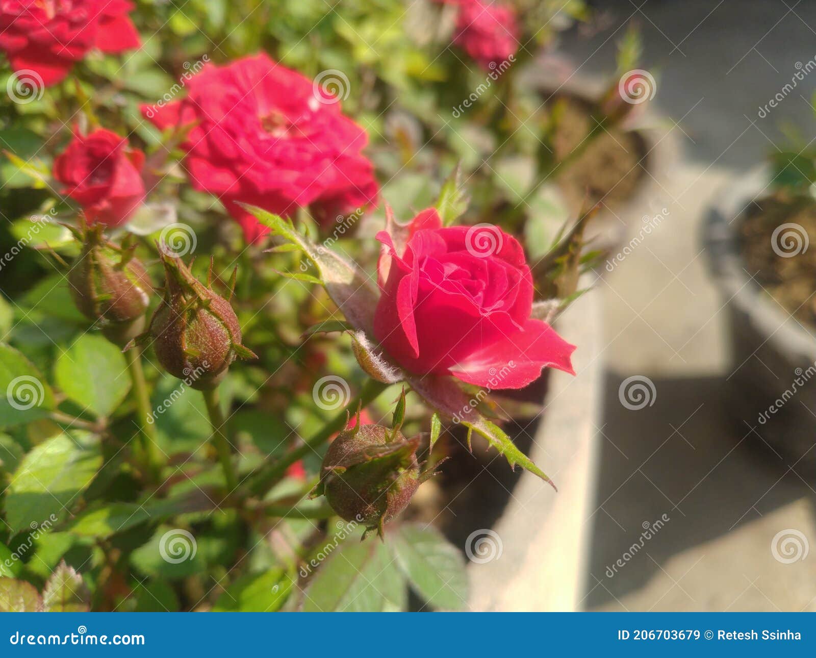 Red Rose flower in the pot stock image. Image of flower - 206703679