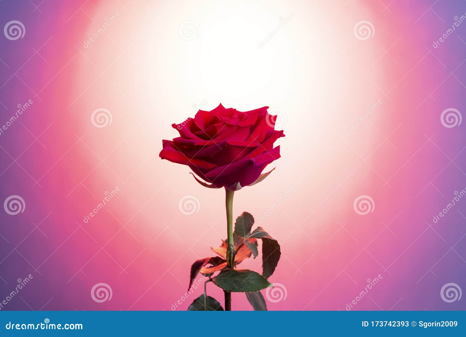 Red Rose Flower in Radial Color Gradient Stock Image - Image of dark ...