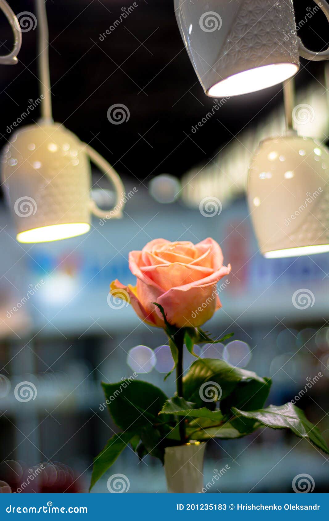 Red Rose Flower in the Rays of Light Bulbs Stock Image - Image of ...