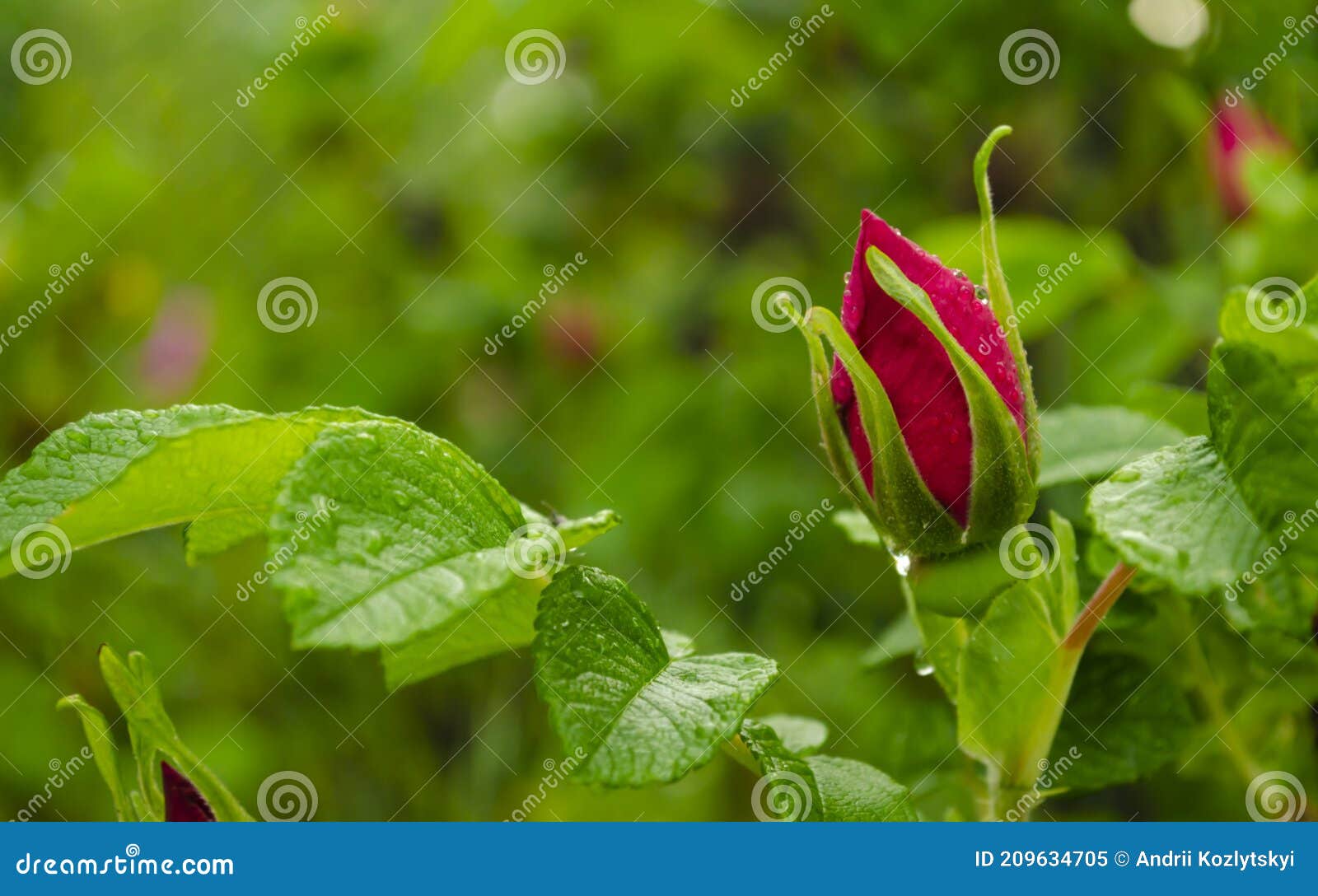 Red Rose Flower in Roses Garden. Soft Focus. Rose Flower in Roses ...