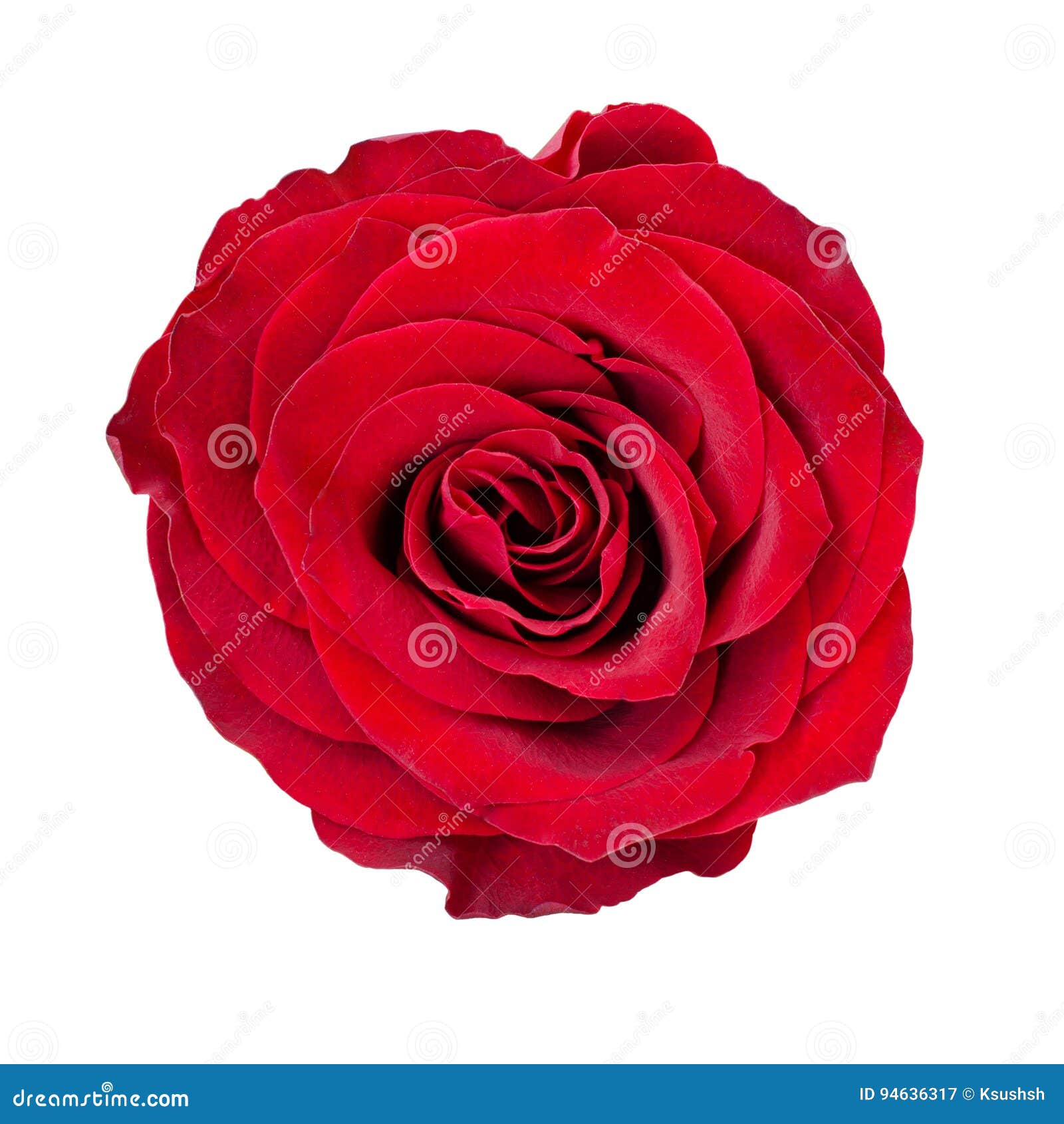 Red rose flower rosette stock image. Image of ruby, circle - 94636317