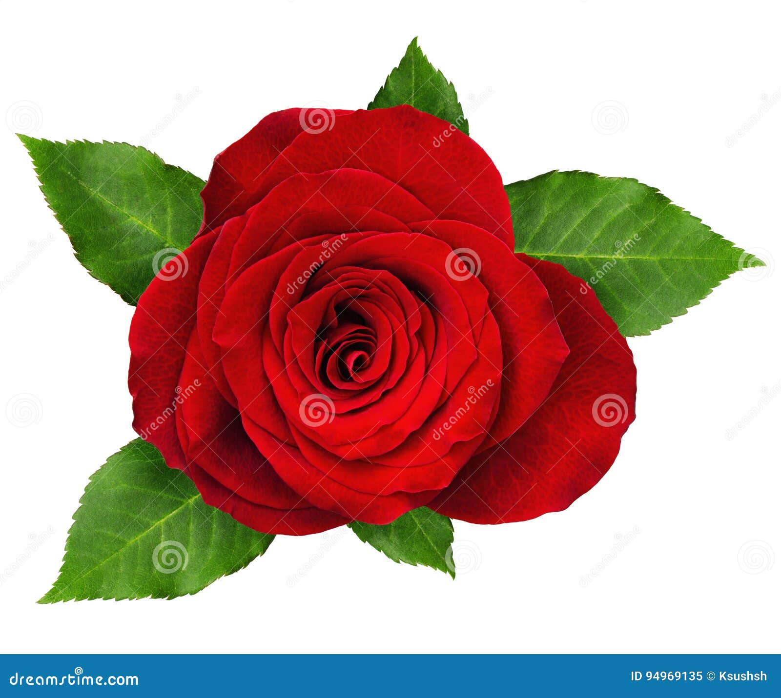 Red Rose Flower Rosette with Leaves Stock Image - Image of flower ...