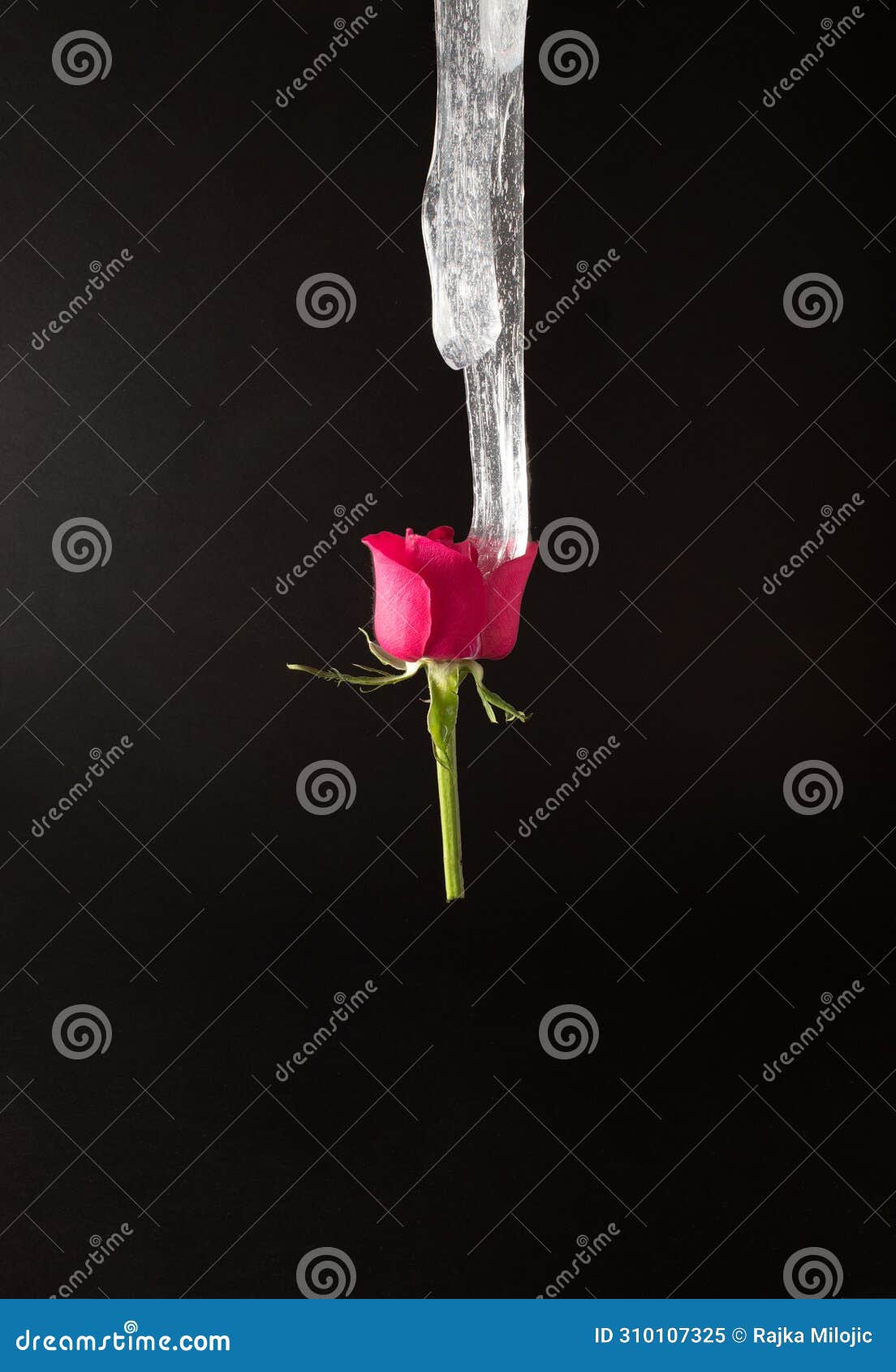 Red Rose Flower with Slime on Black Background. Creative Nature ...