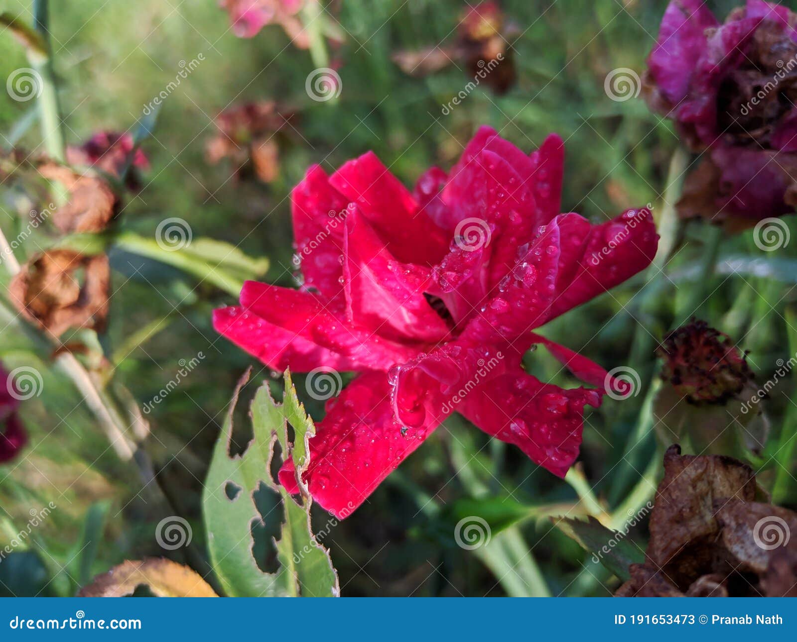 Red Rose Flower with Small Waterdrops Image Stock Image - Image of ...