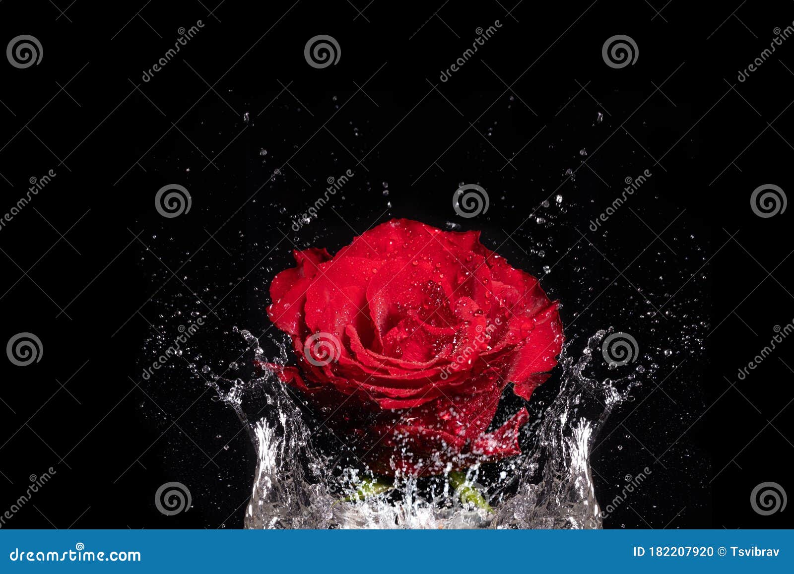 Red Rose Flower Splashes into Water. Stock Photo - Image of romance ...