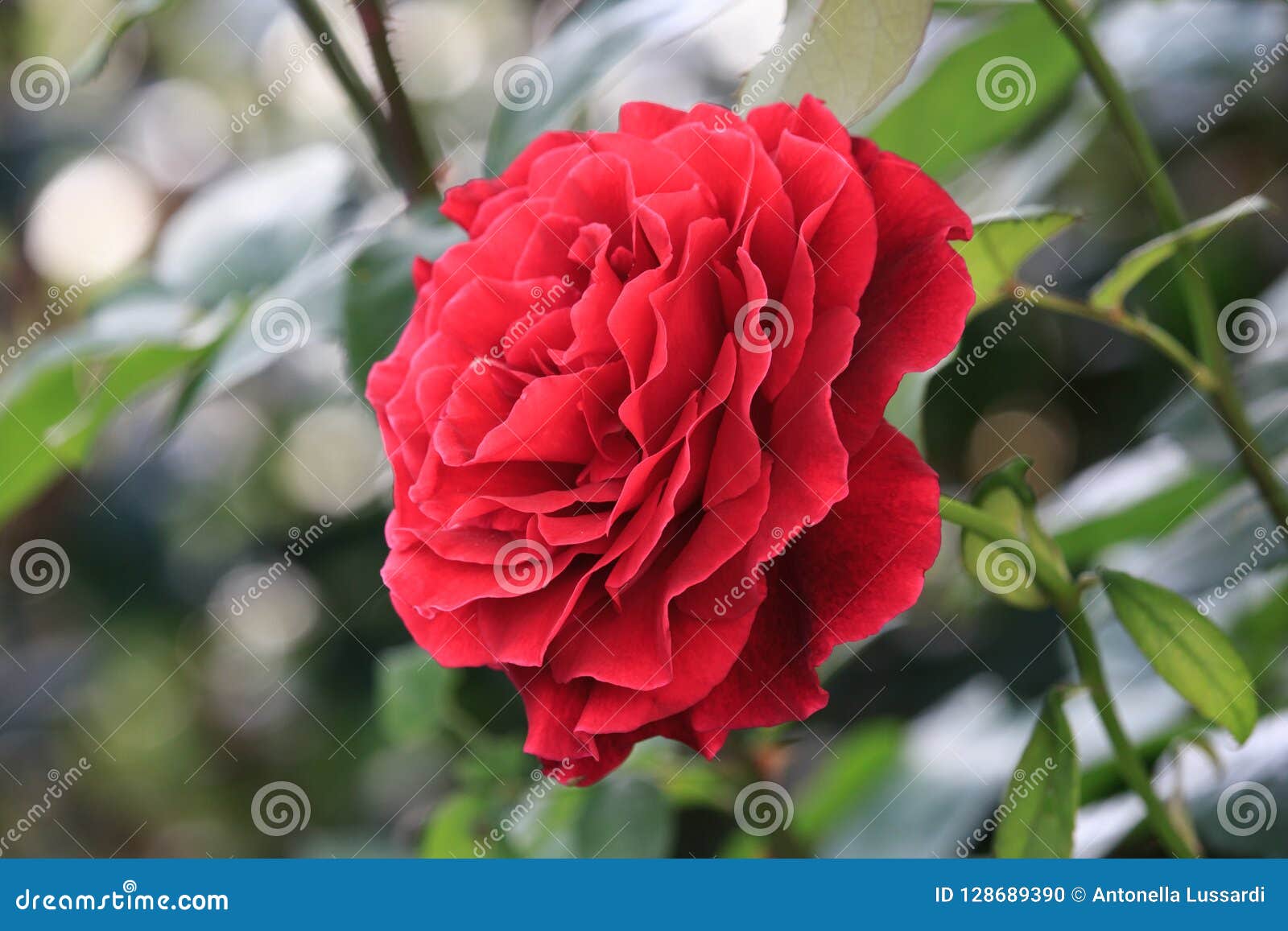 Red Rose flower on sunset stock photo. Image of bouquet - 128689390