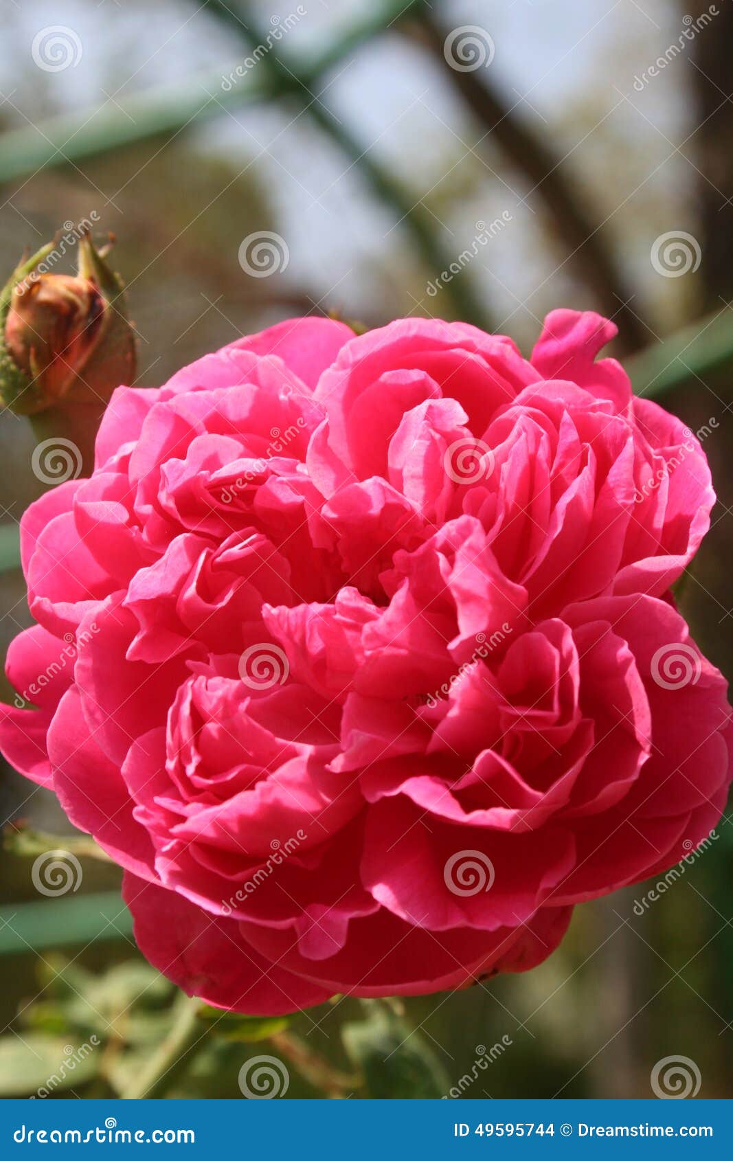 Red Rose : Flower of Valentines Stock Photo - Image of flower, nature ...