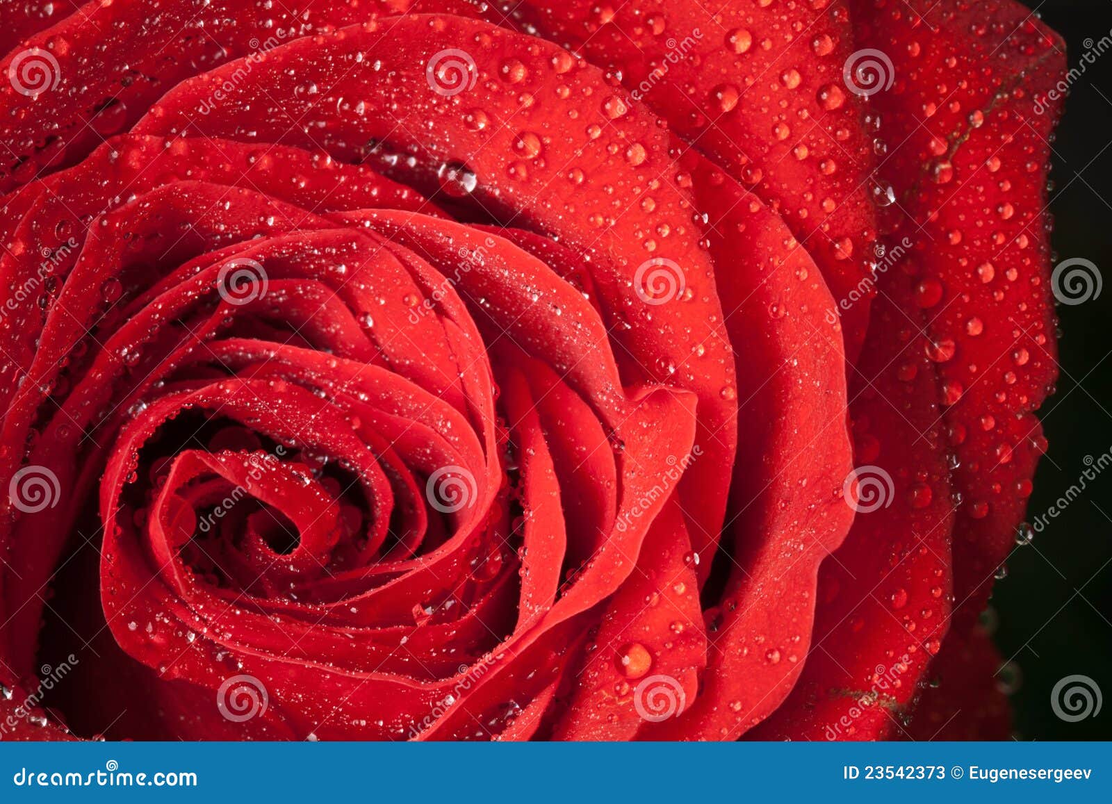 Red Rose Flower with Water Droplets Stock Image - Image of fragrant ...