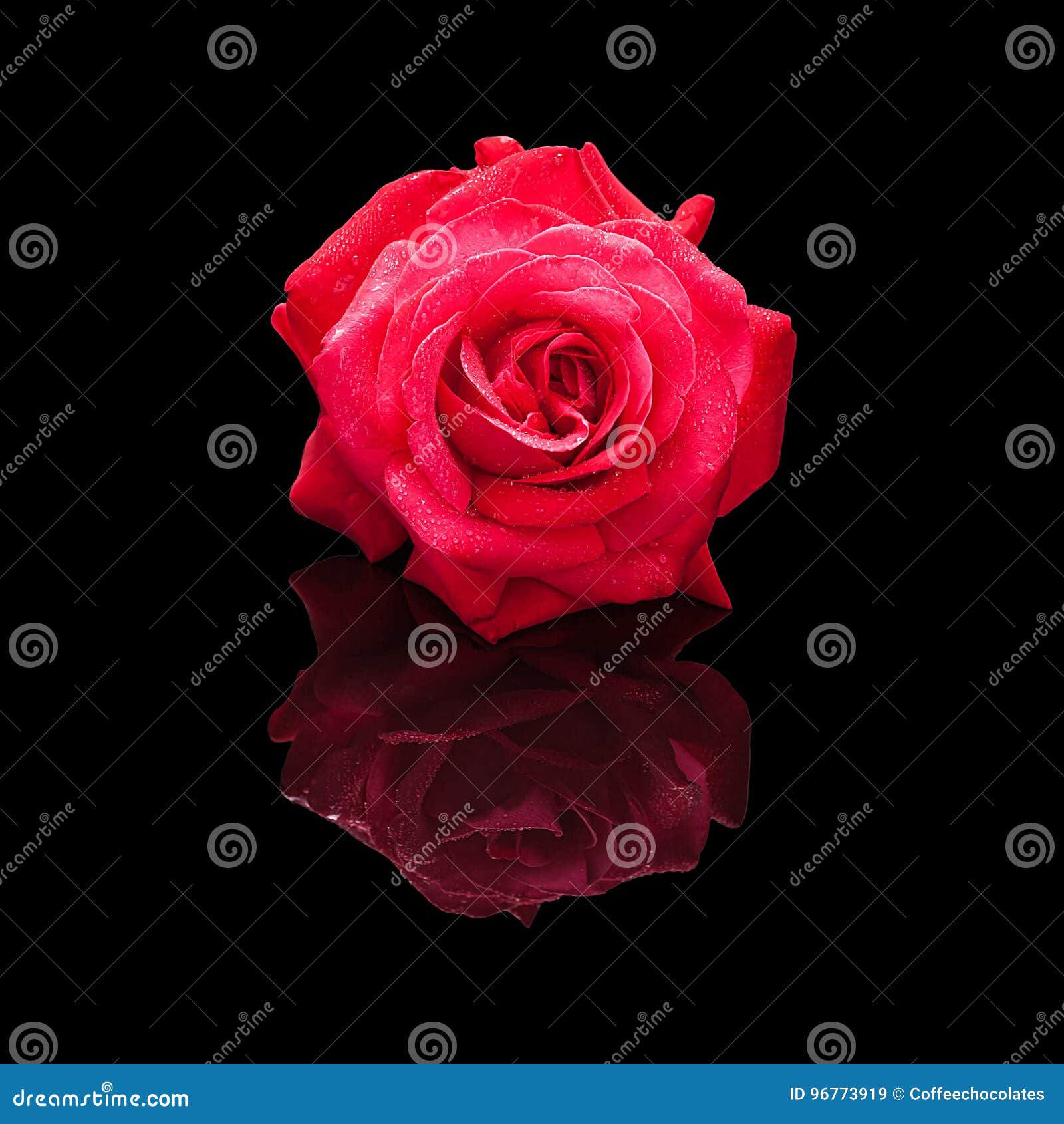 Red Rose Flower with Water Drops Isolated on Black Stock Image - Image ...