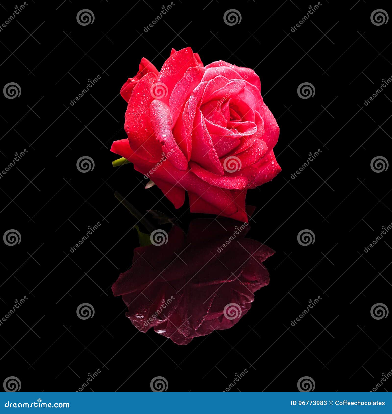 Red Rose Flower with Water Drops Isolated on Black Stock Image - Image ...