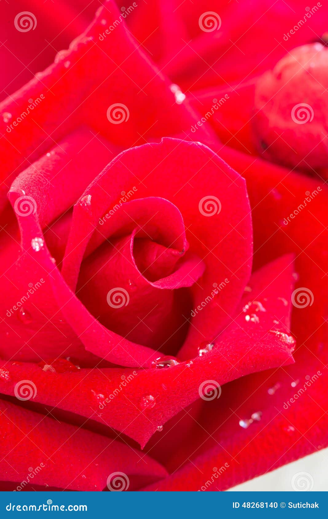 Red Rose Flower with Water Drops Stock Photo - Image of bloom, drop ...