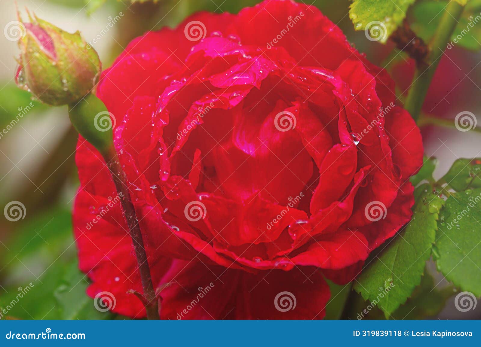Red Rose Flower with Water Drops after Rain Stock Photo - Image of ...