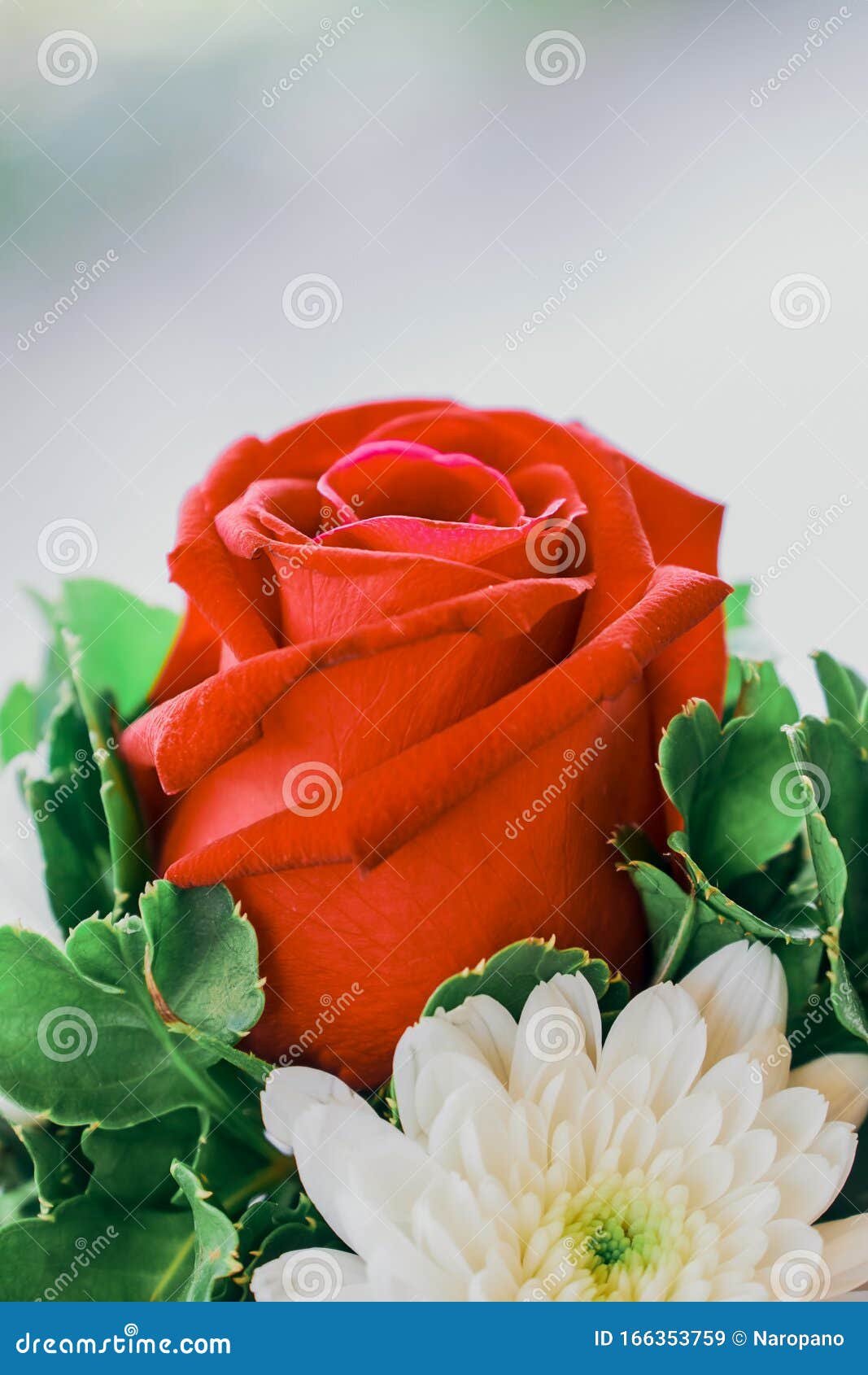 Red Rose Flower on White Background Stock Image - Image of abstract ...