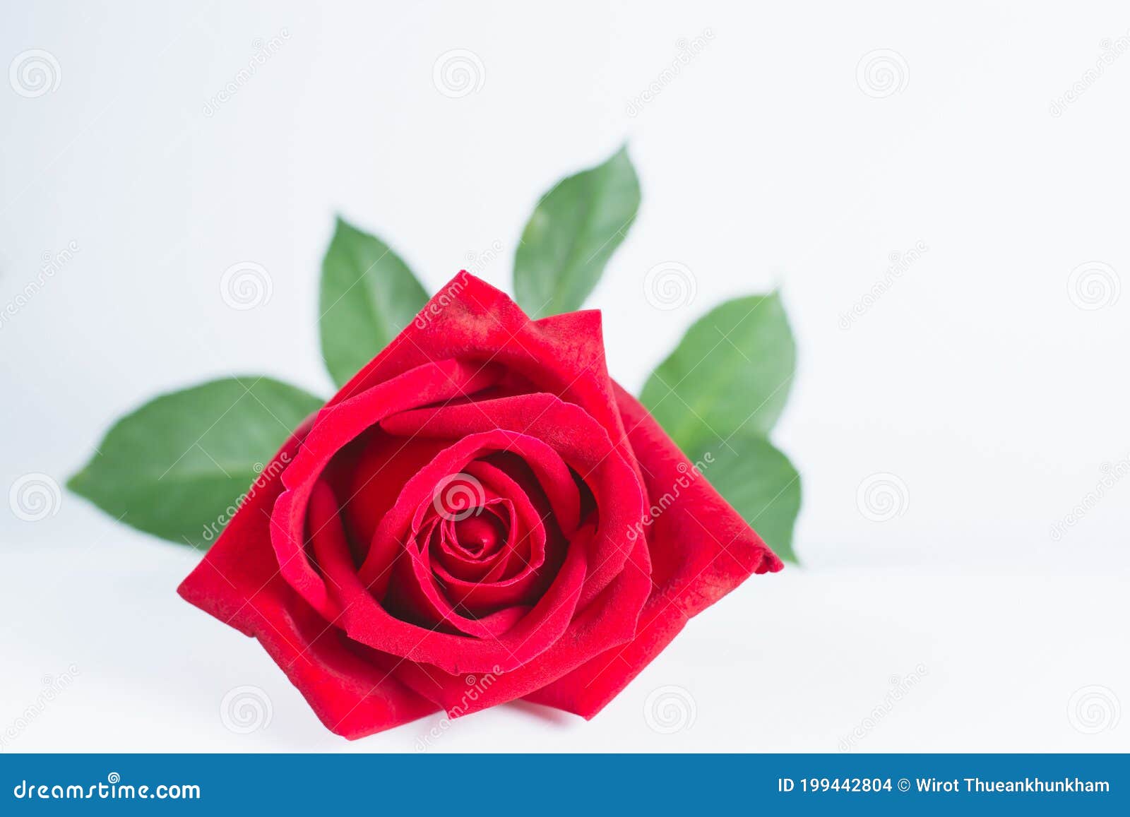 Red Rose Flower on the White Background Stock Photo - Image of ...