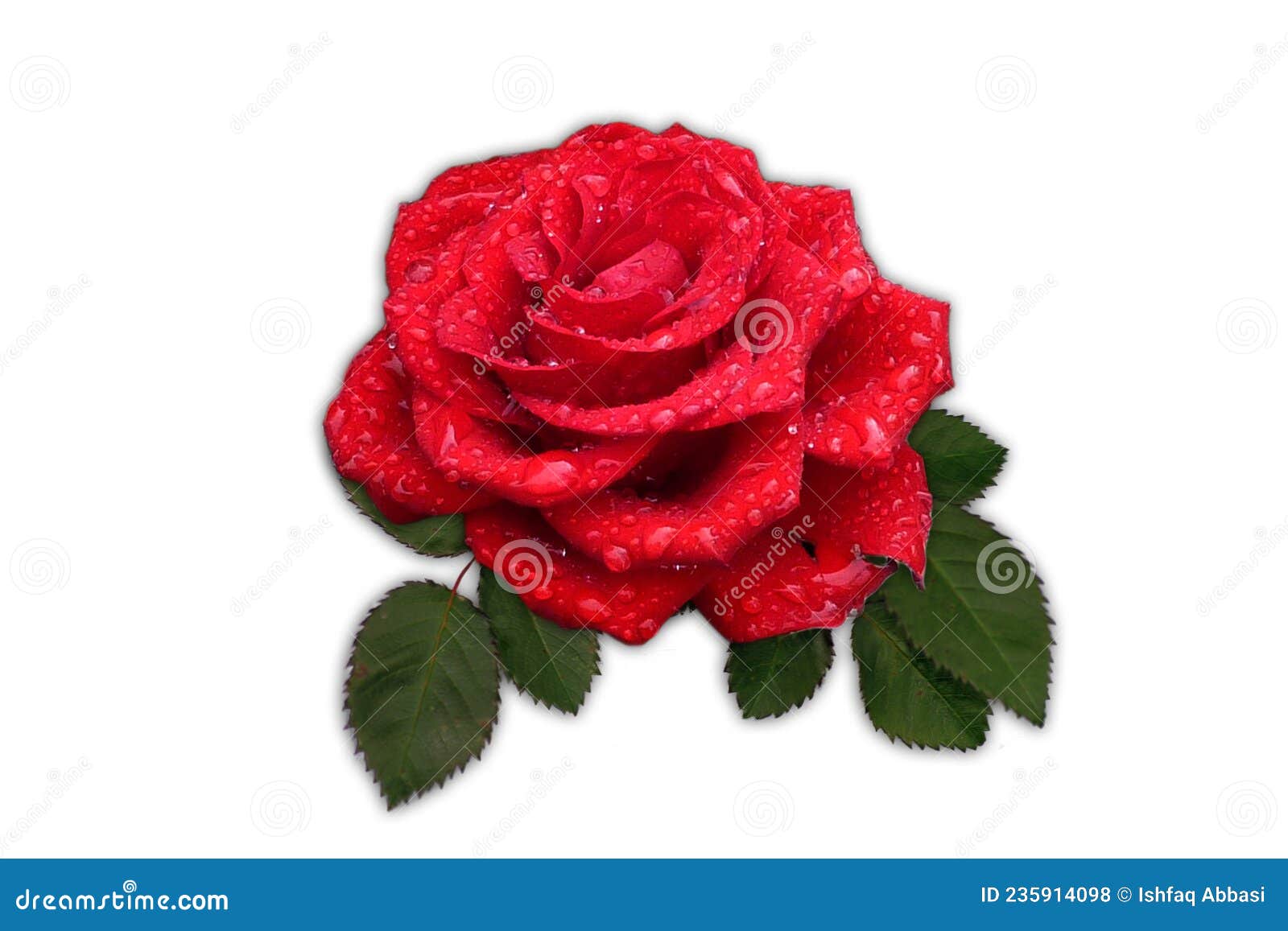 Red Rose Flower in White Background Stock Photo - Image of background ...