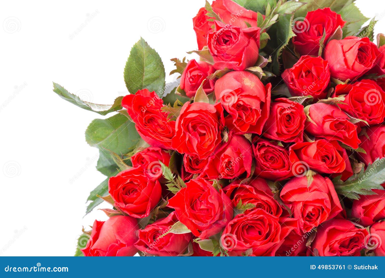 Red rose flower stock image. Image of isolated, happy - 49853761