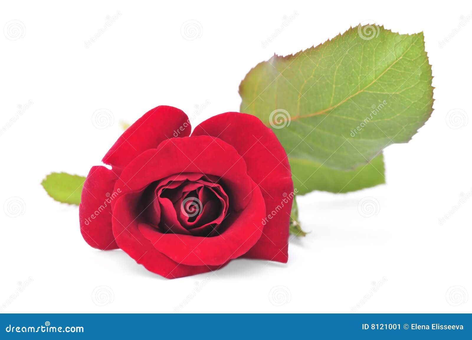 Red Rose Flower on White Background Stock Image - Image of plant ...