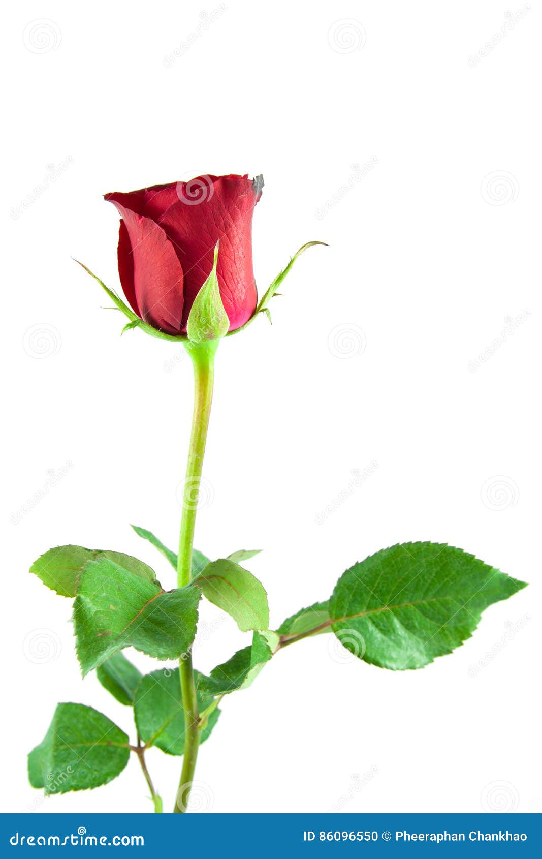 Red Rose Flower on White Background Stock Photo - Image of flower ...