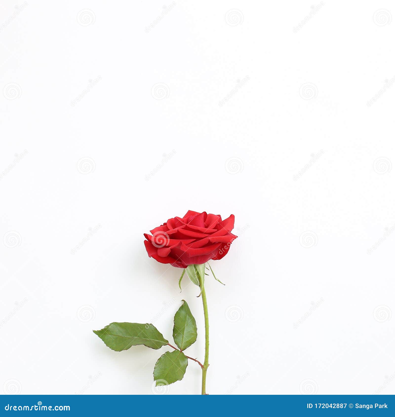 Red Rose Flower on White Background Stock Image - Image of copy, flower ...