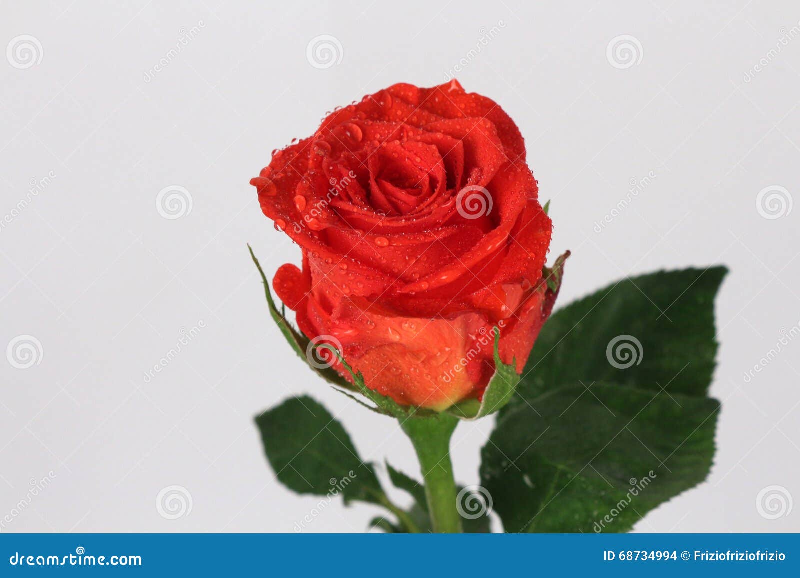 Red Rose Flower on the White Background Stock Photo - Image of bouquet ...