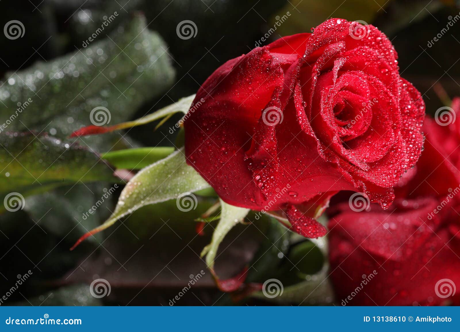 Red rose flowers stock photo. Image of moisture, flora - 13138610