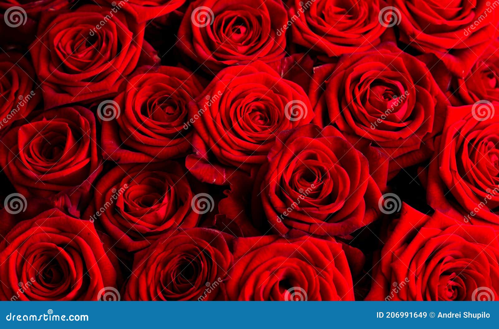 Red Rose Flowers As Background Stock Image - Image of color, closeup ...