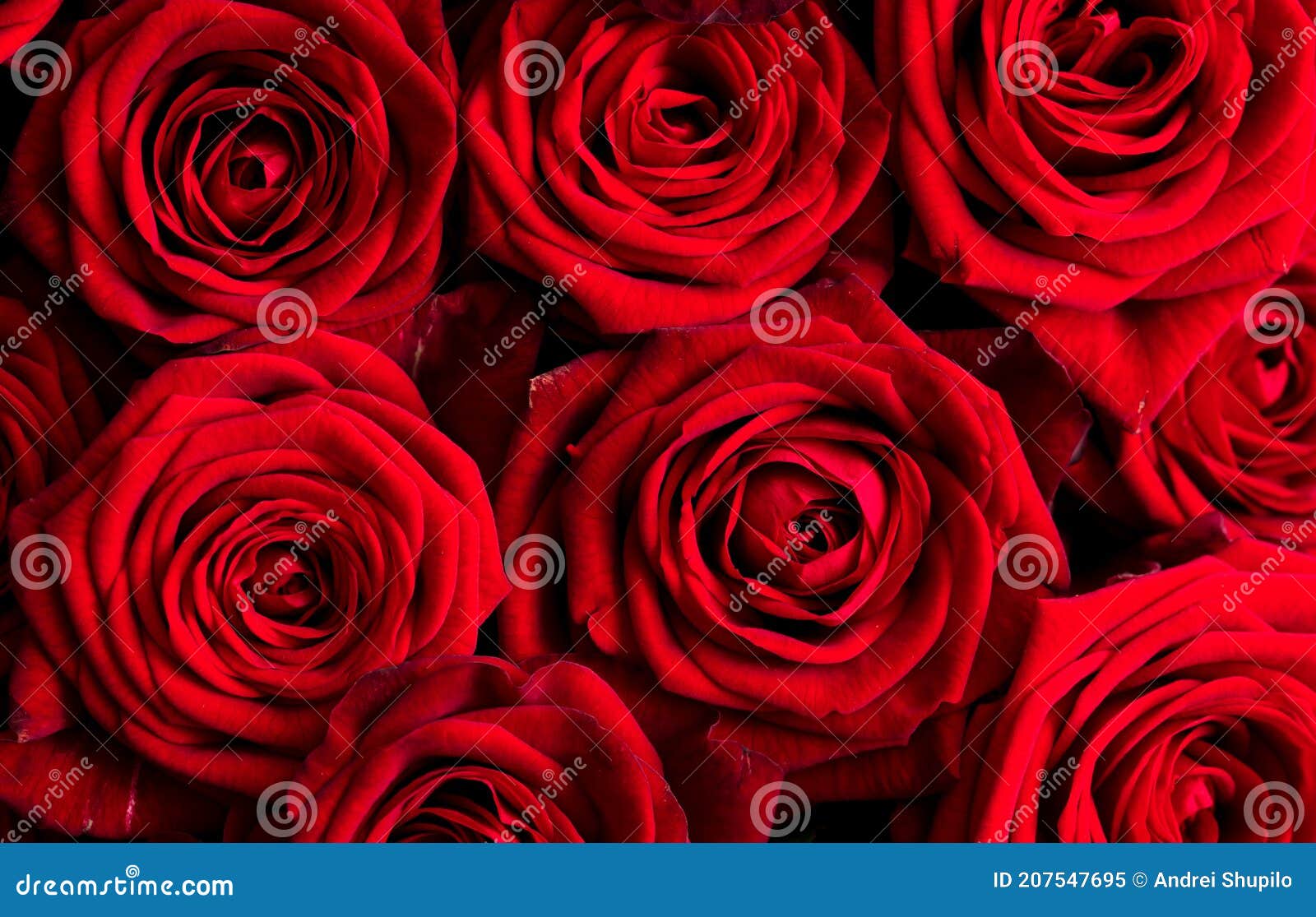 Red Rose Flowers As Background Stock Image - Image of fresh, flower ...