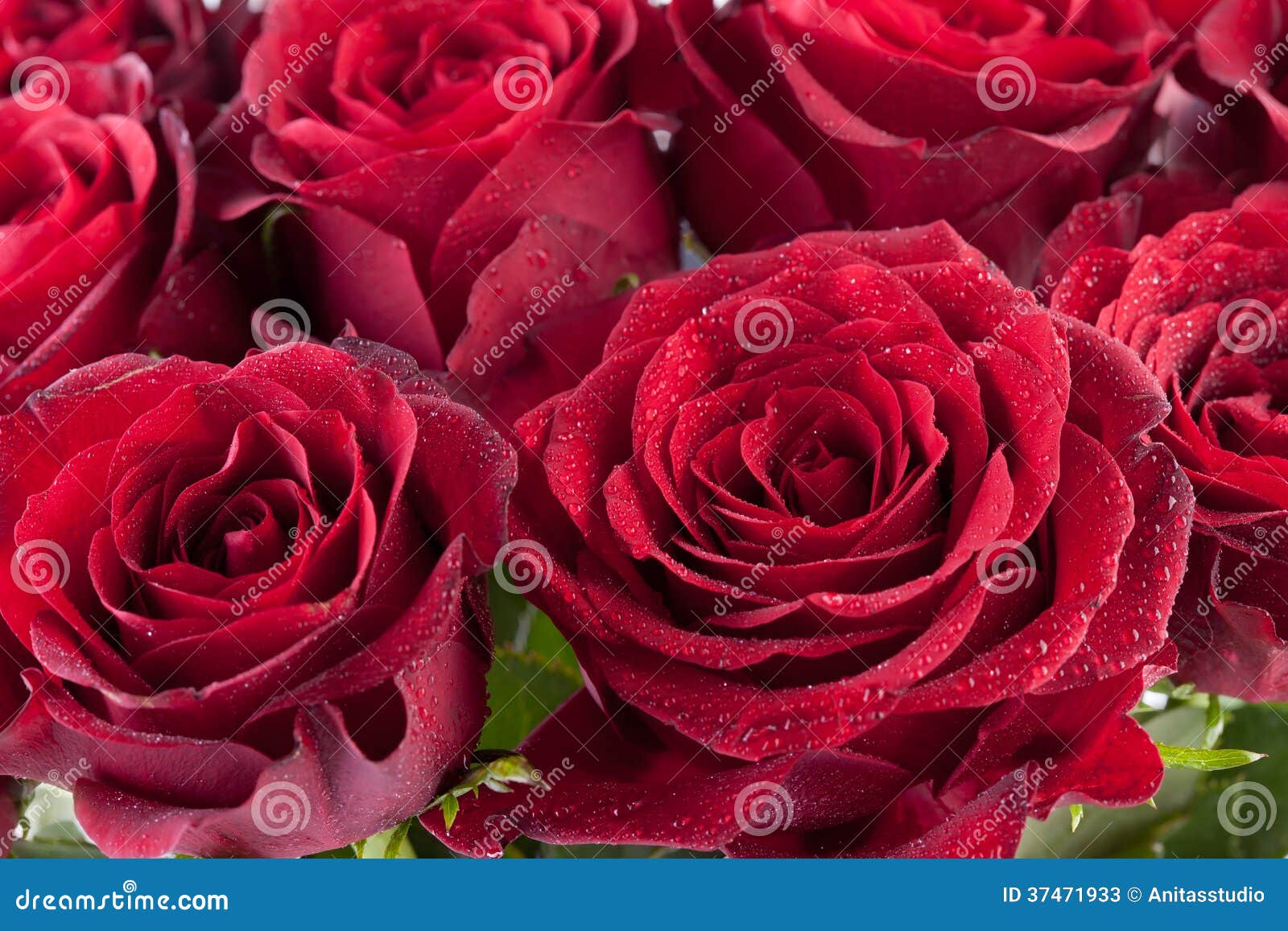 Red Rose Flowers Background Stock Image - Image of beautiful, crystal ...