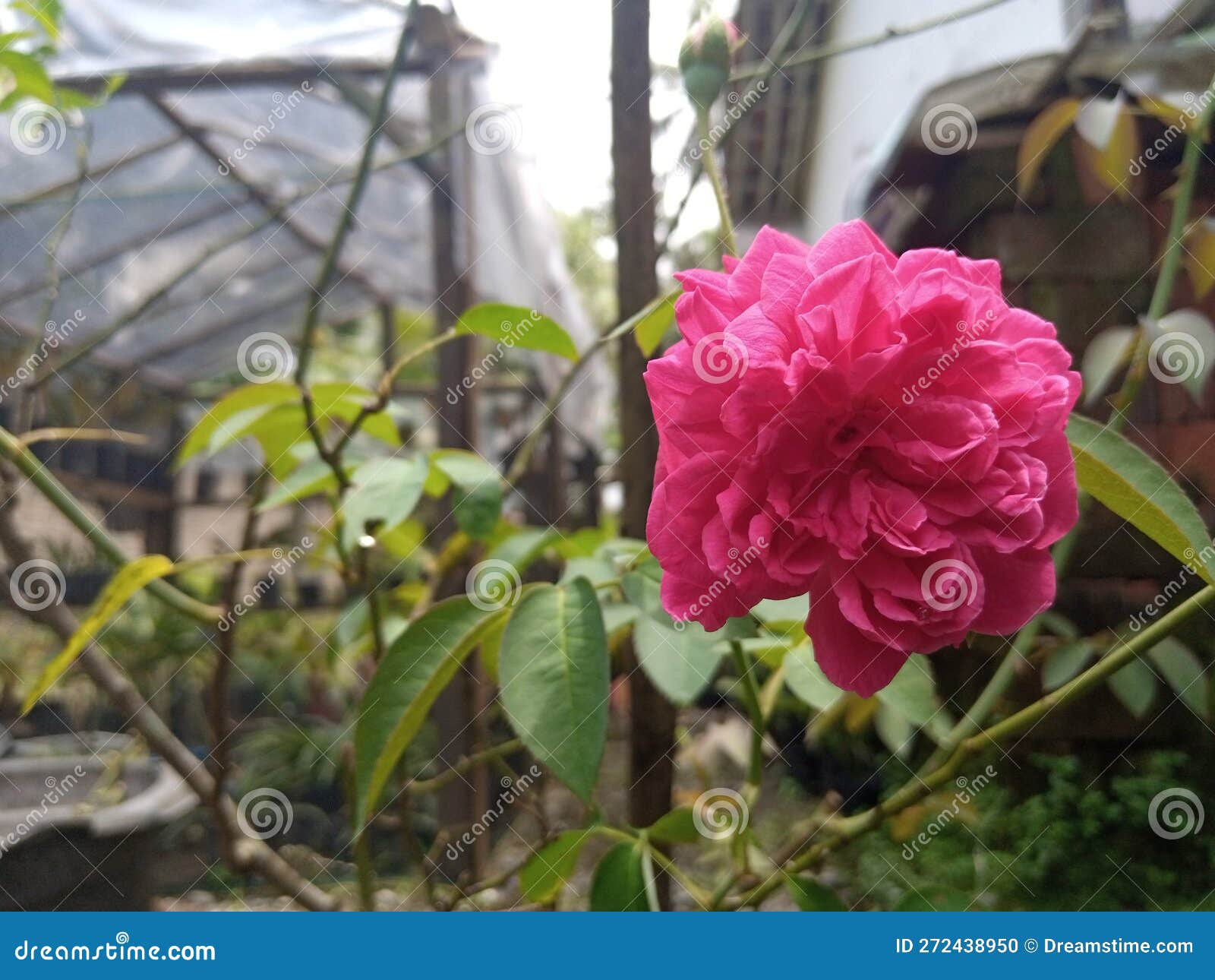 Red Rose Flowers Blooming in a Yard. Stock Photo - Image of garden ...