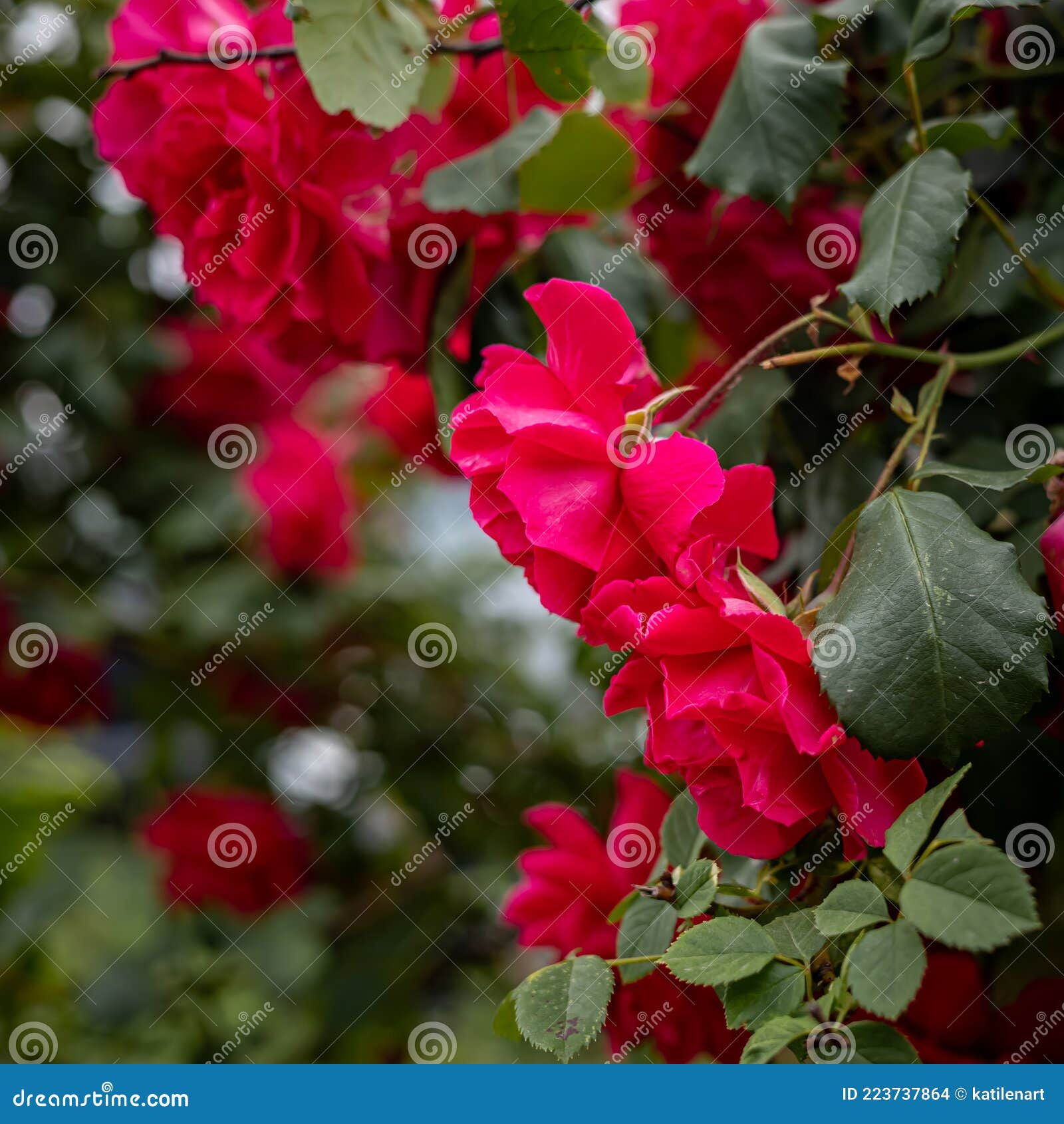 Red Rose Flowers on a Bush. Stock Photo - Image of green, garden: 223737864