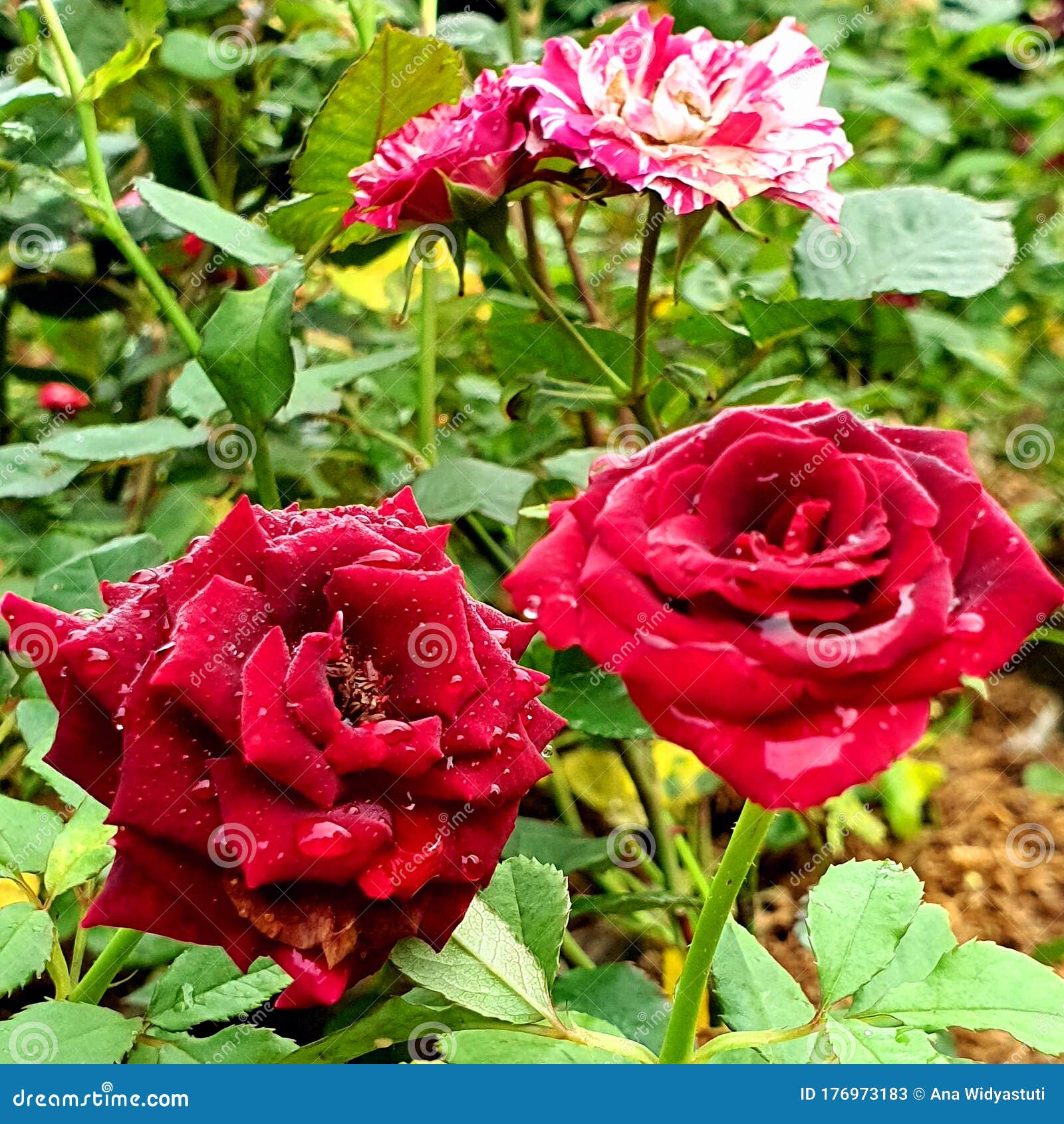 Red Rose Flowers in the Park Stock Image - Image of natural, flowers ...